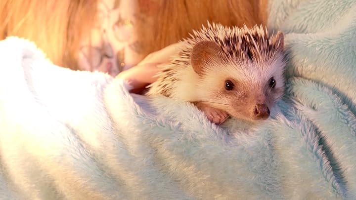 Watch Andy The Talking Hedgehog | Prime Video