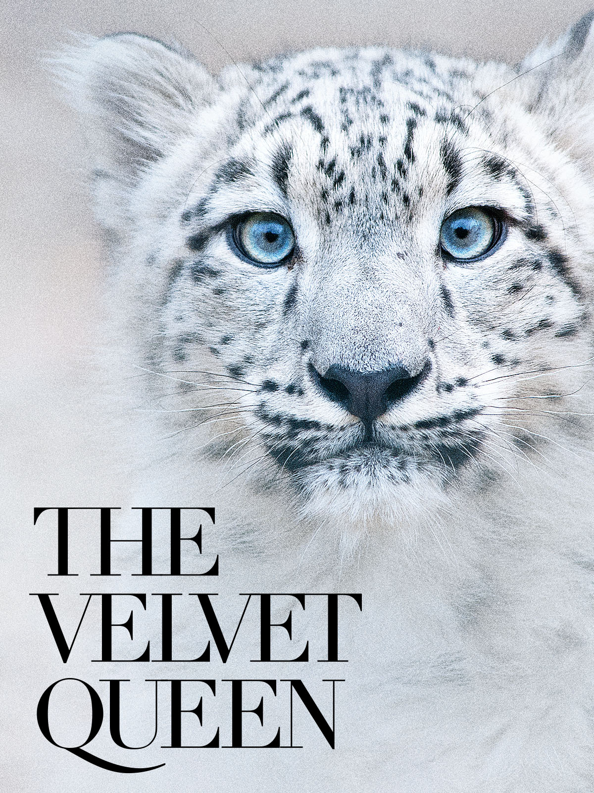 Prime Video: The Velvet Queen