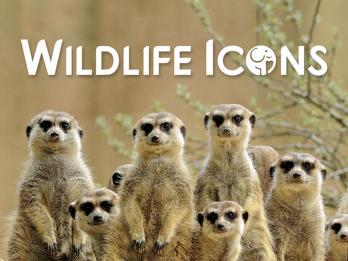 Prime Video: Wildlife Icons - Season 1