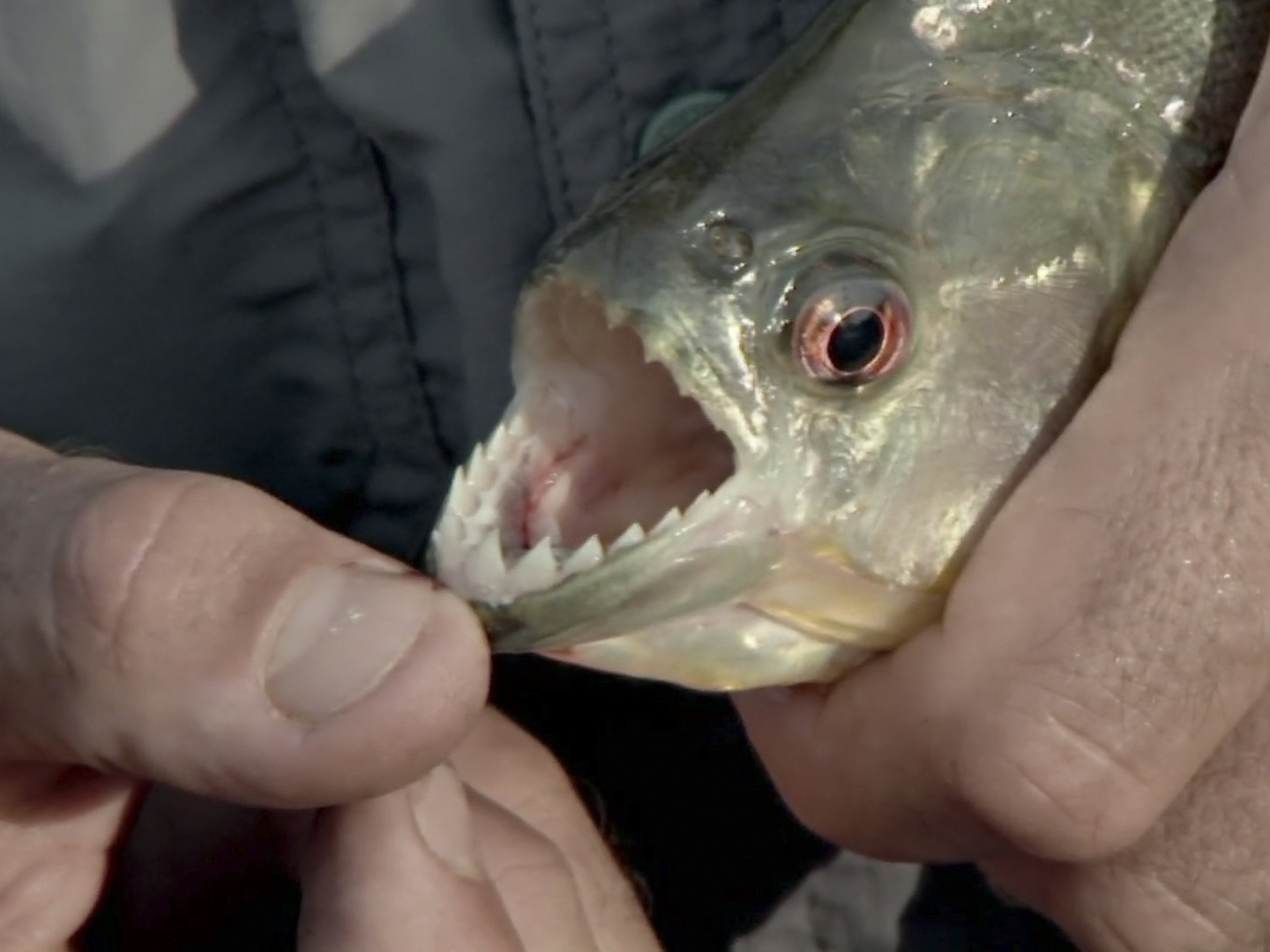 Prime Video: River Monsters - Season 5