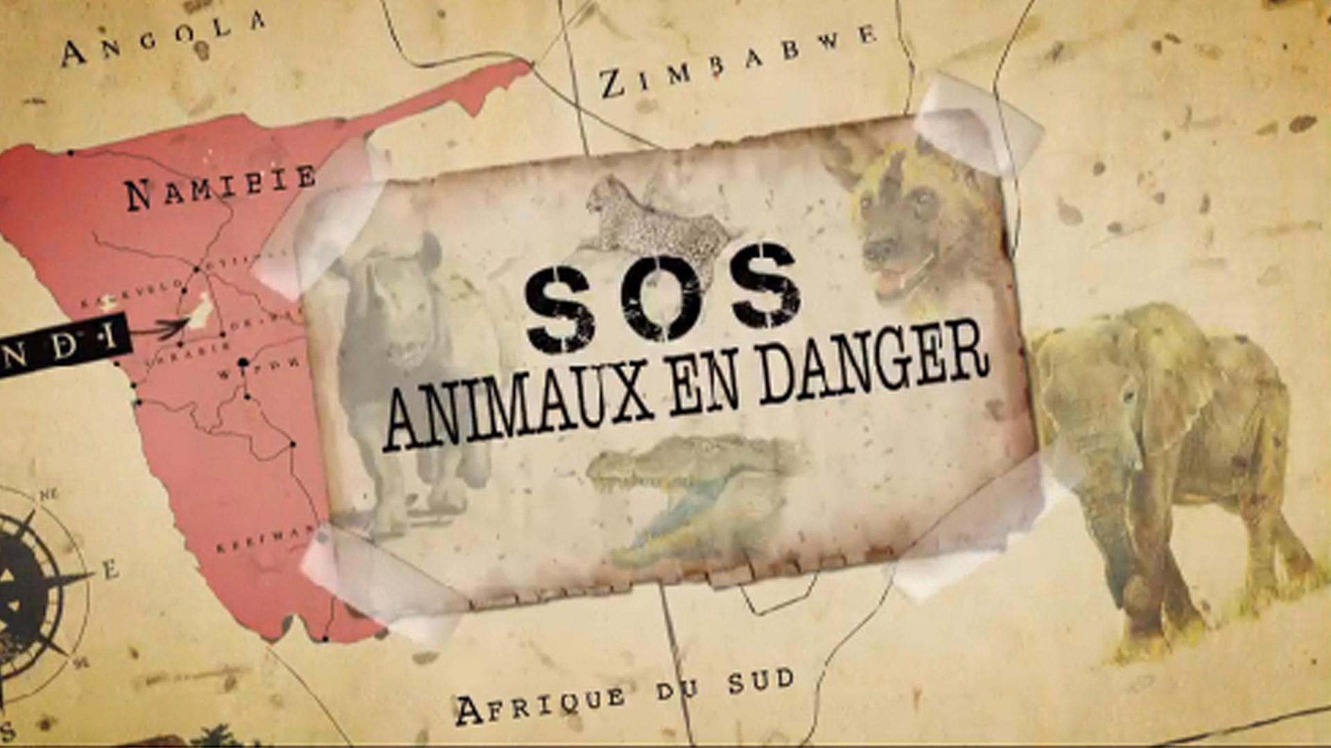 Animaux En Danger