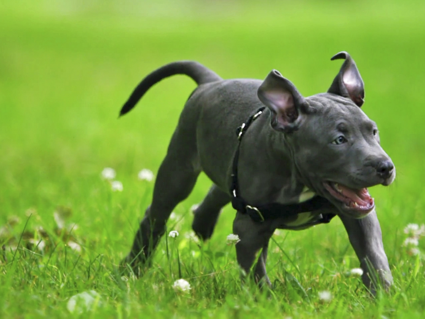 Prime Video: Too Cute! - Season 2