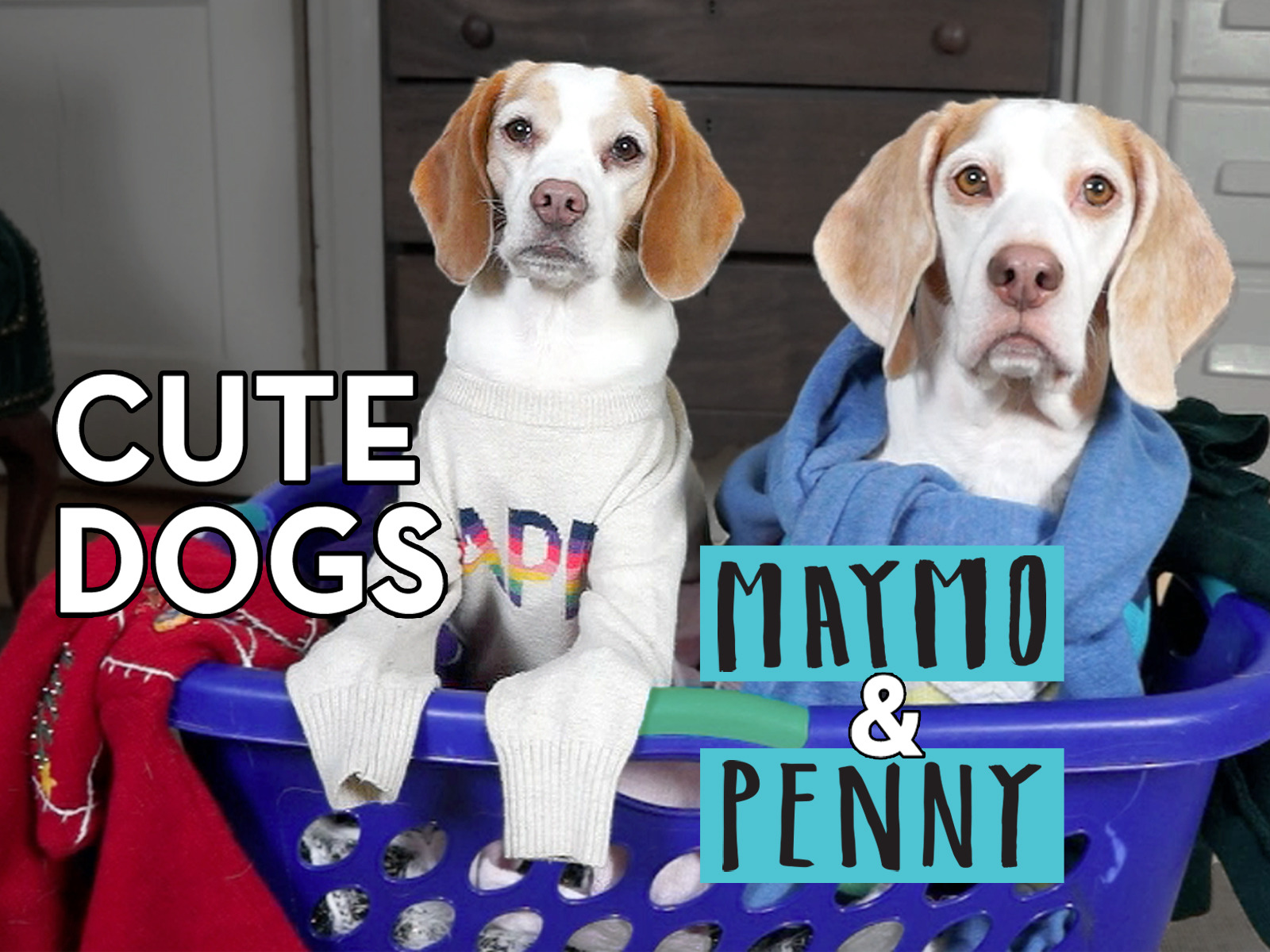 Prime Video: Cute Dogs Maymo & Penny