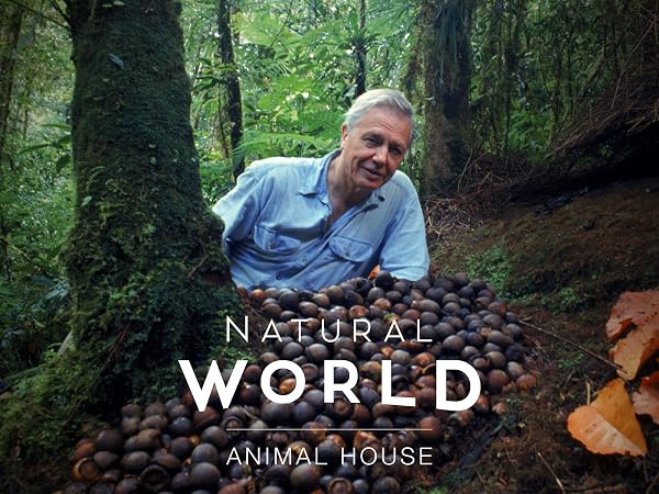 Prime Video: Natural World: Animal House - Season 1