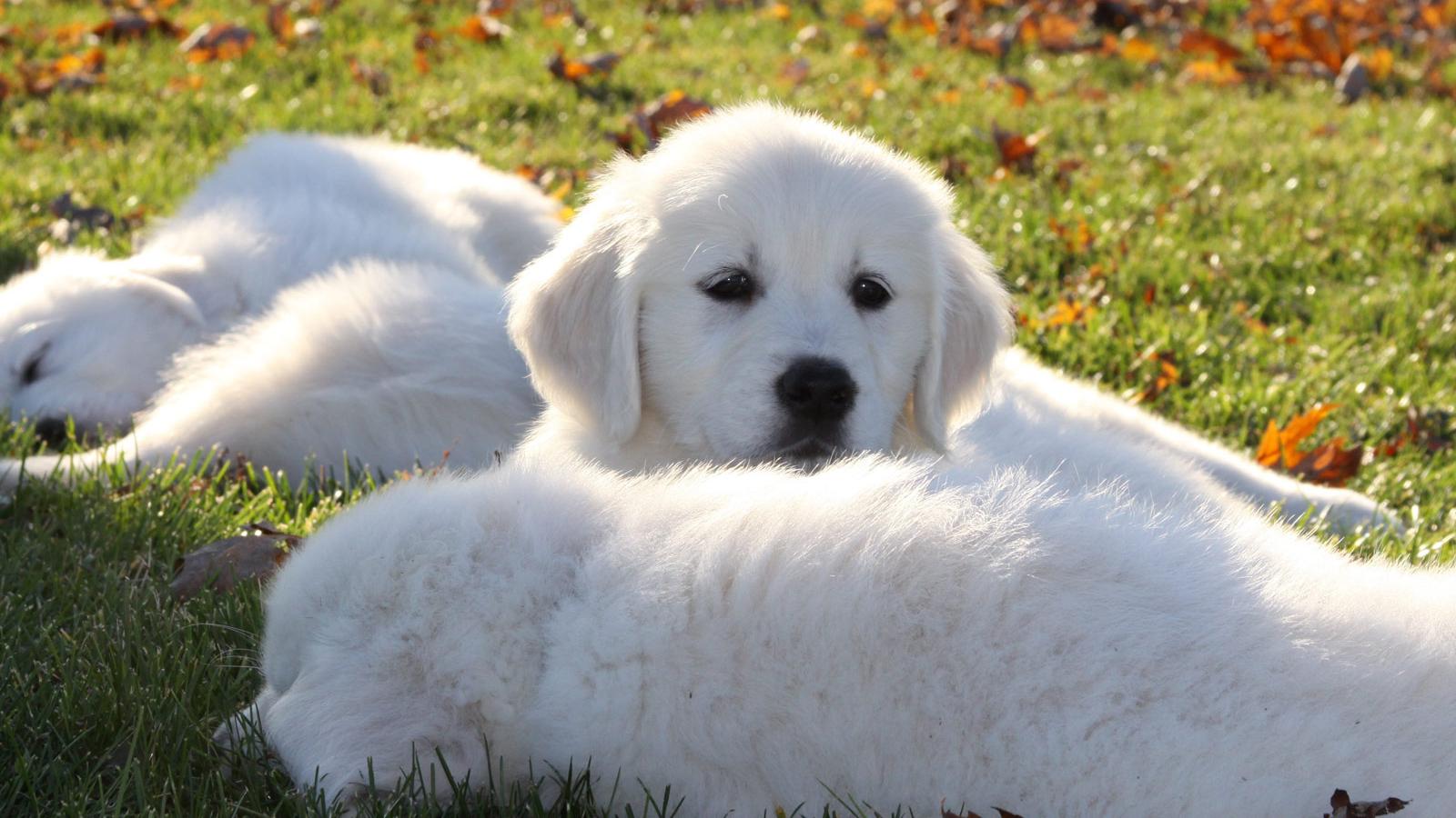 Amazon.com: Adventures of Bailey: The Lost Puppy : Rick Shew, Liz ...