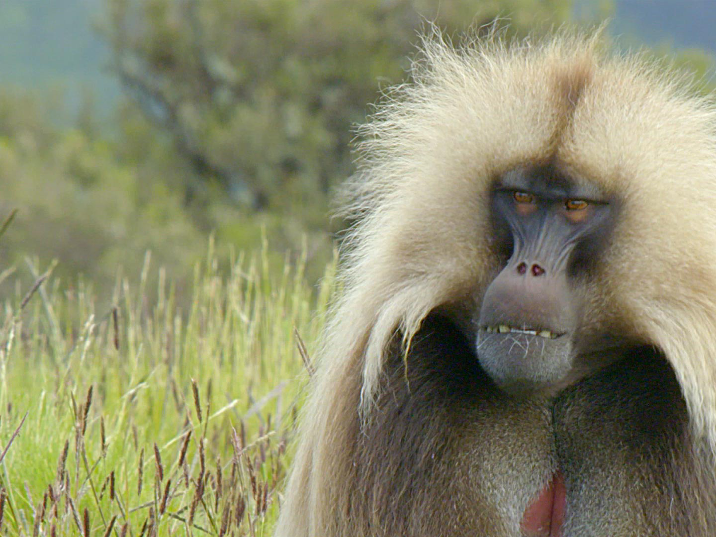 Prime Video: Land of Primates
