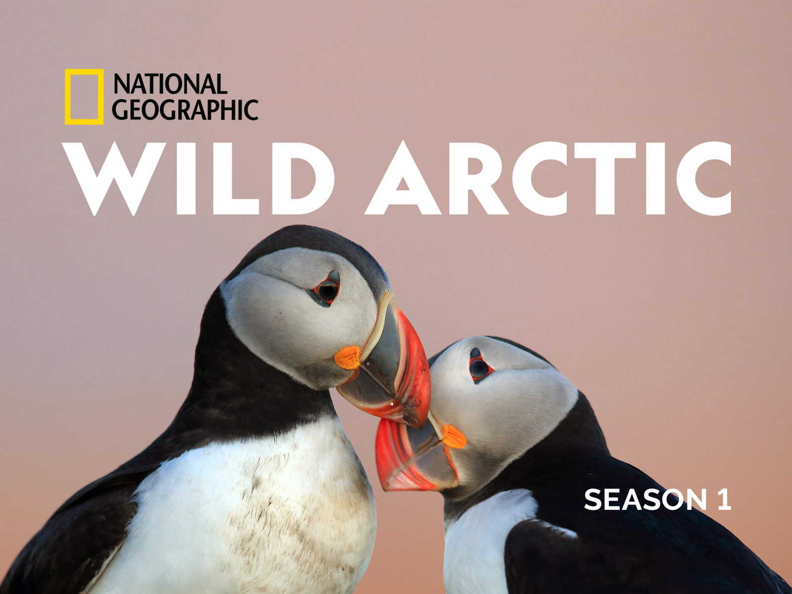 Prime Video: Wild: Arctic - Season 1