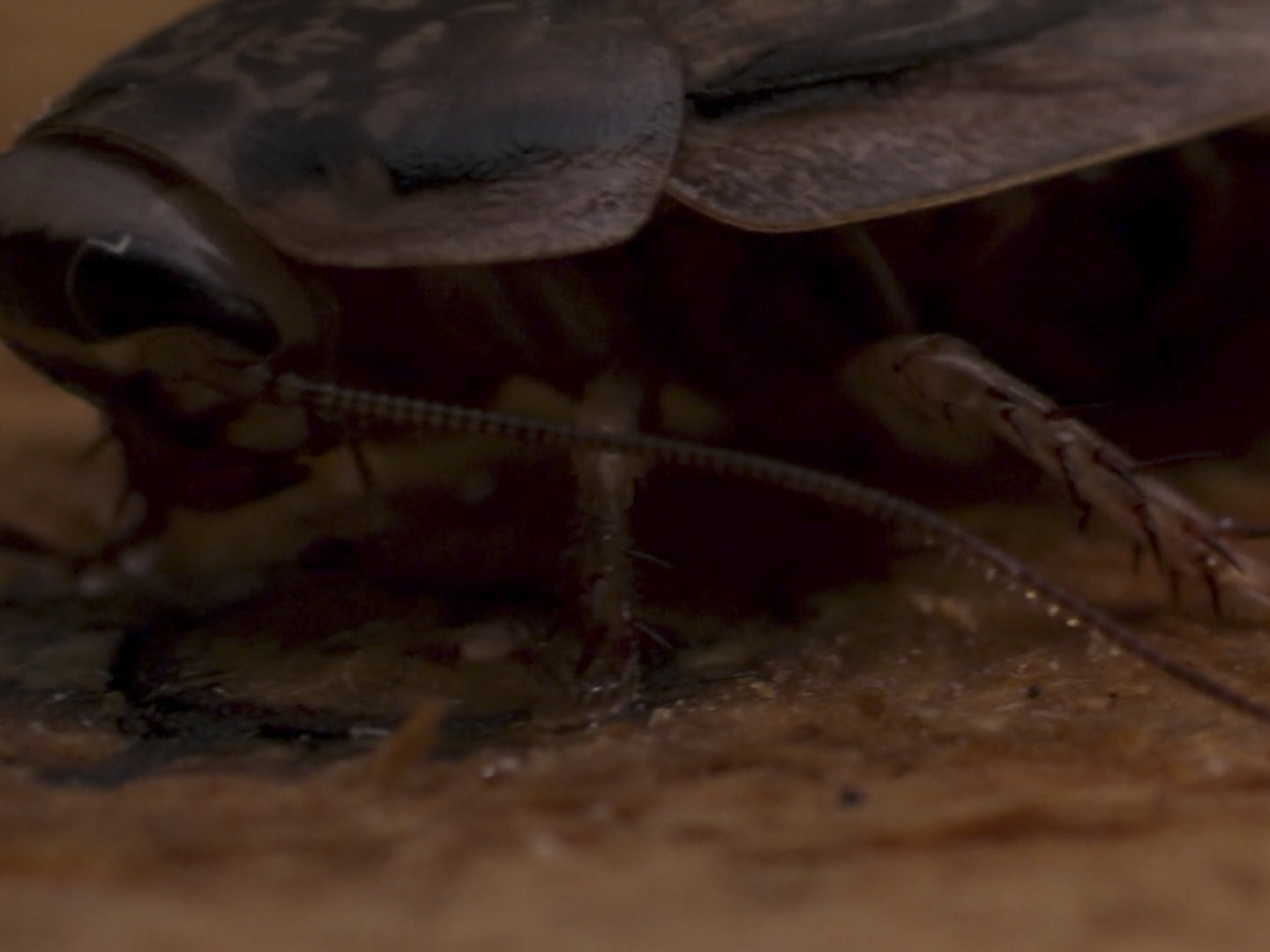 Prime Video: Infested! - Season 2