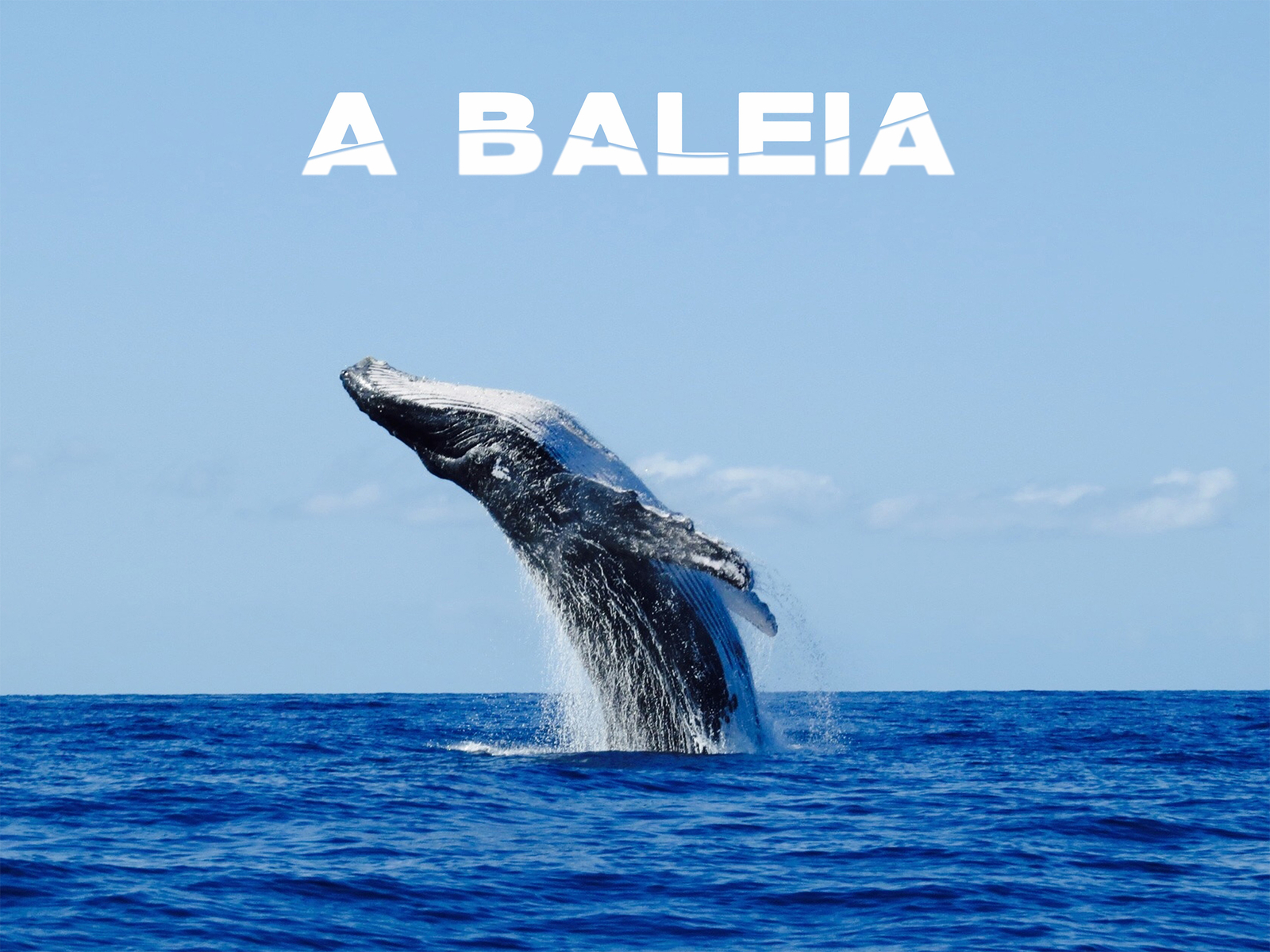 Prime Video: The Whale - Season 1