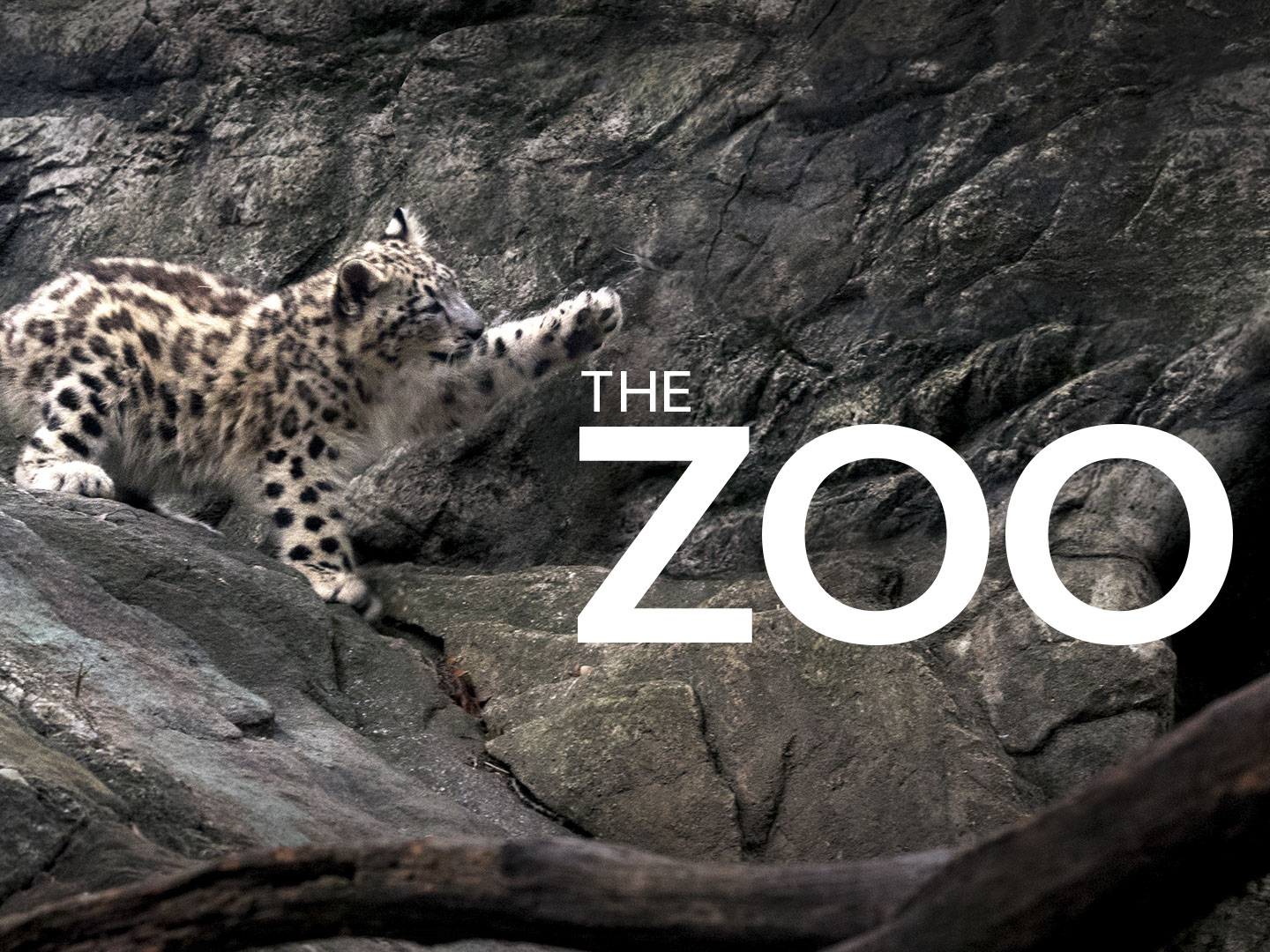 Prime Video: The Zoo - Season 4