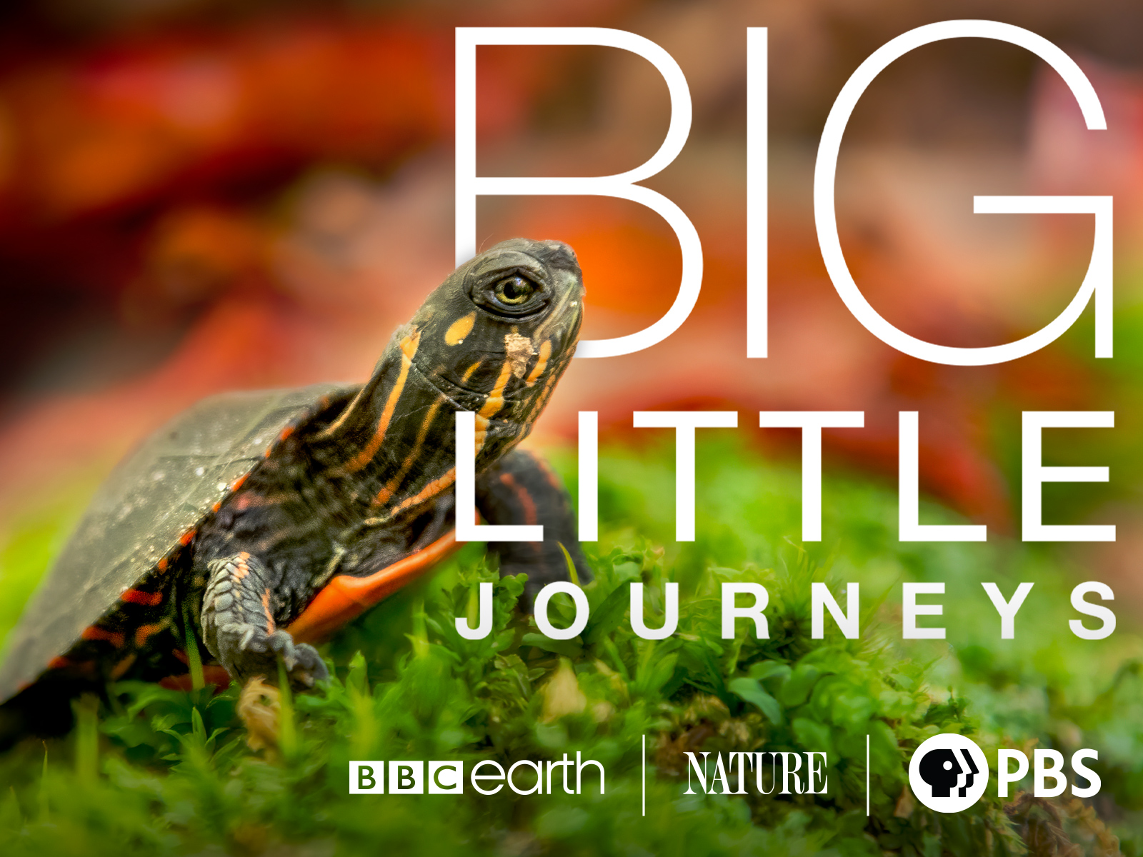 Prime Video: Big Little Journeys, Season 1