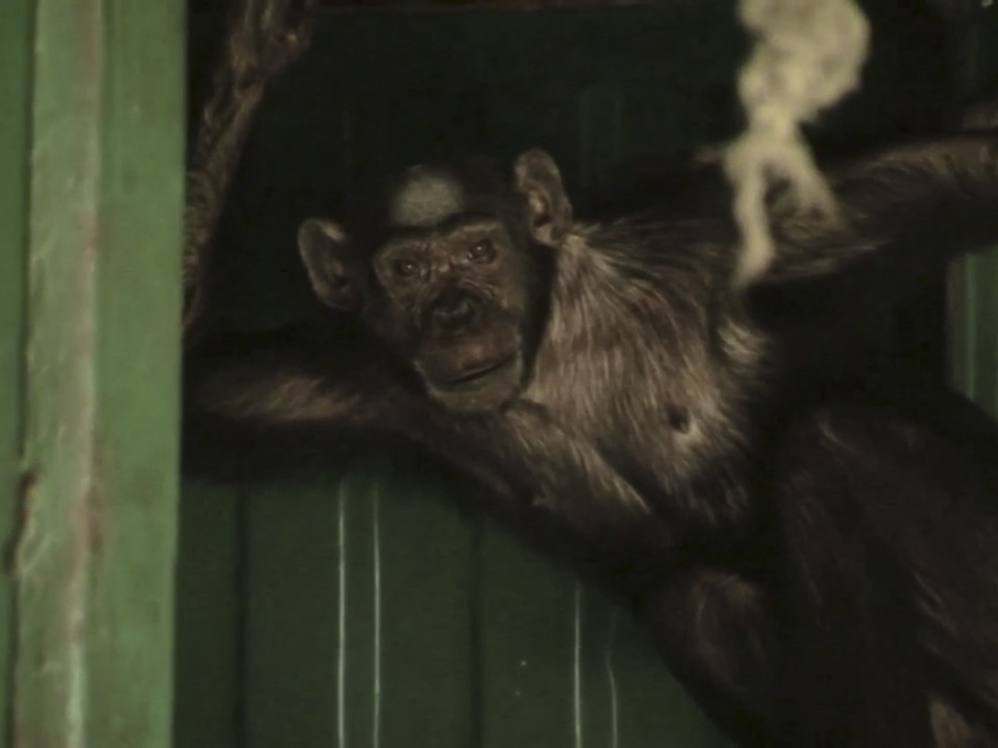 Prime Video: Escape to Chimp Eden - Season 2
