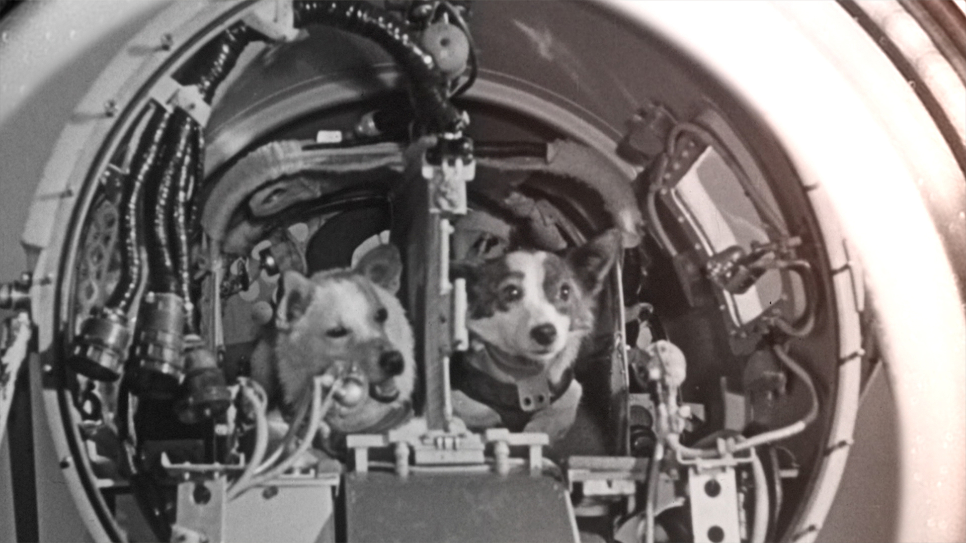 Watch Space Dogs | Prime Video