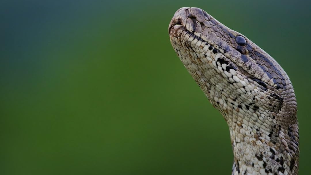 Prime Video: Queen of the Pythons