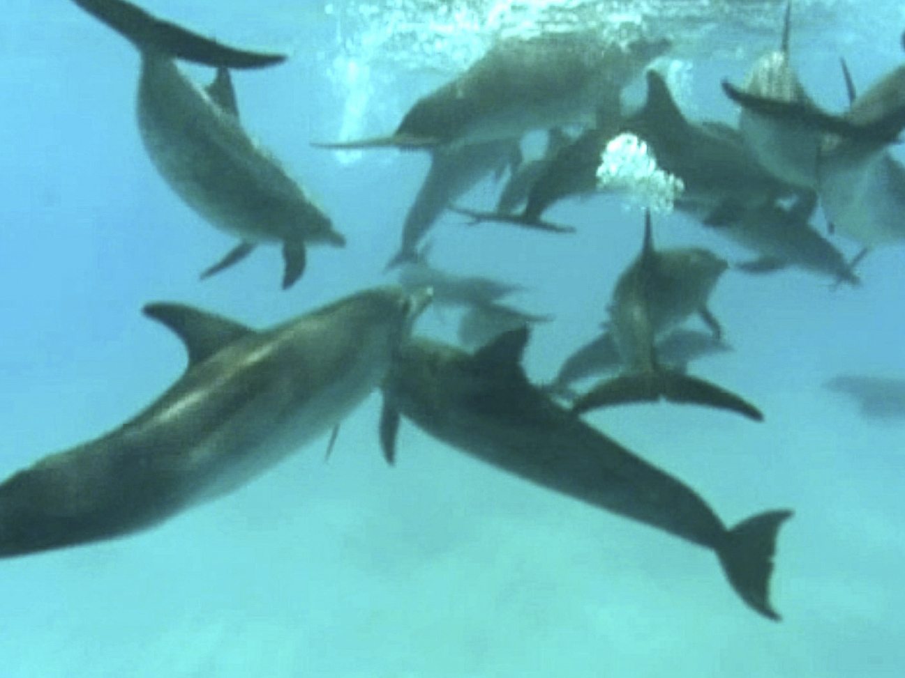 Prime Video: Dolphin Days - Season 1