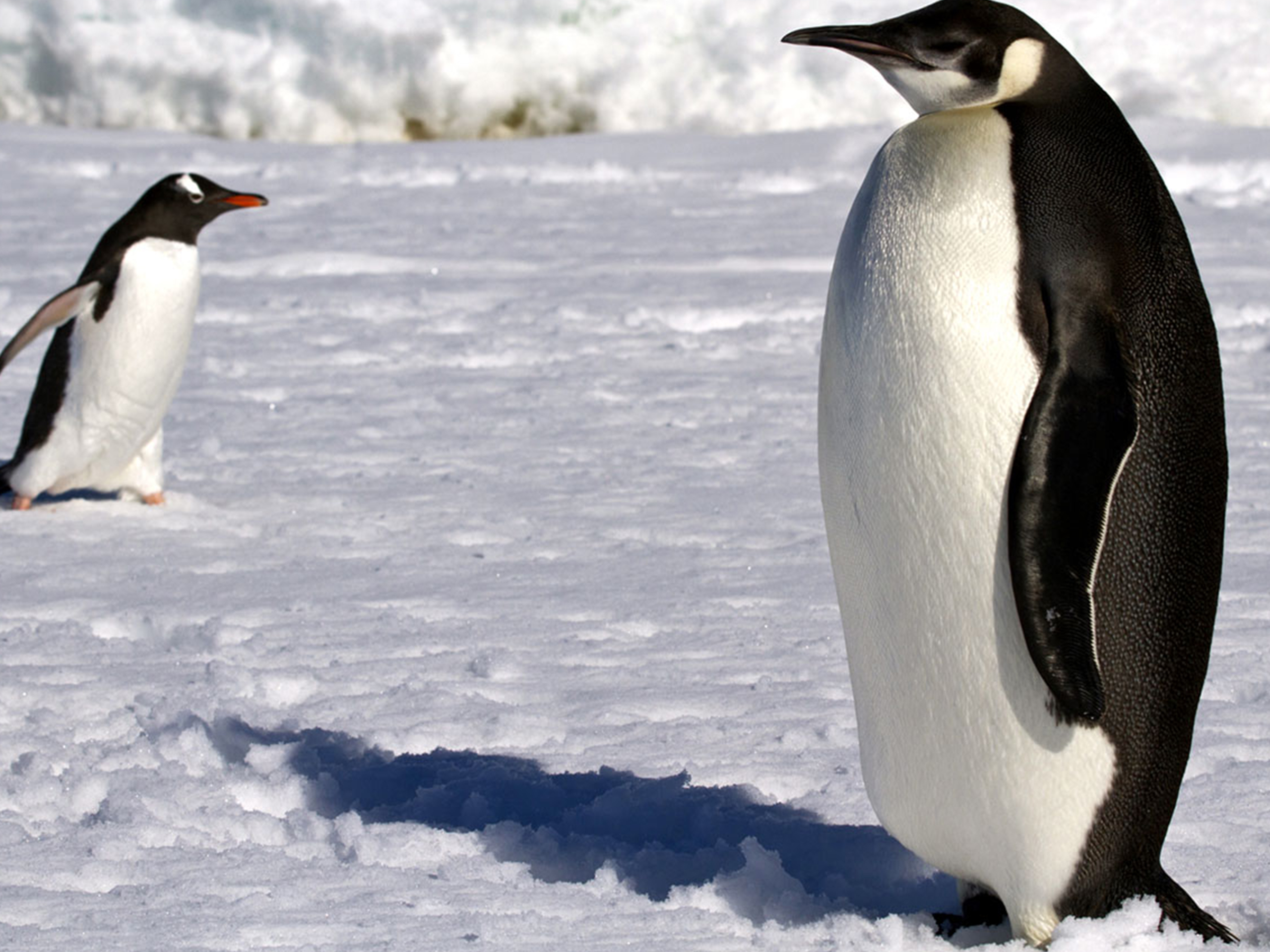 Prime Video: Polar Explorations