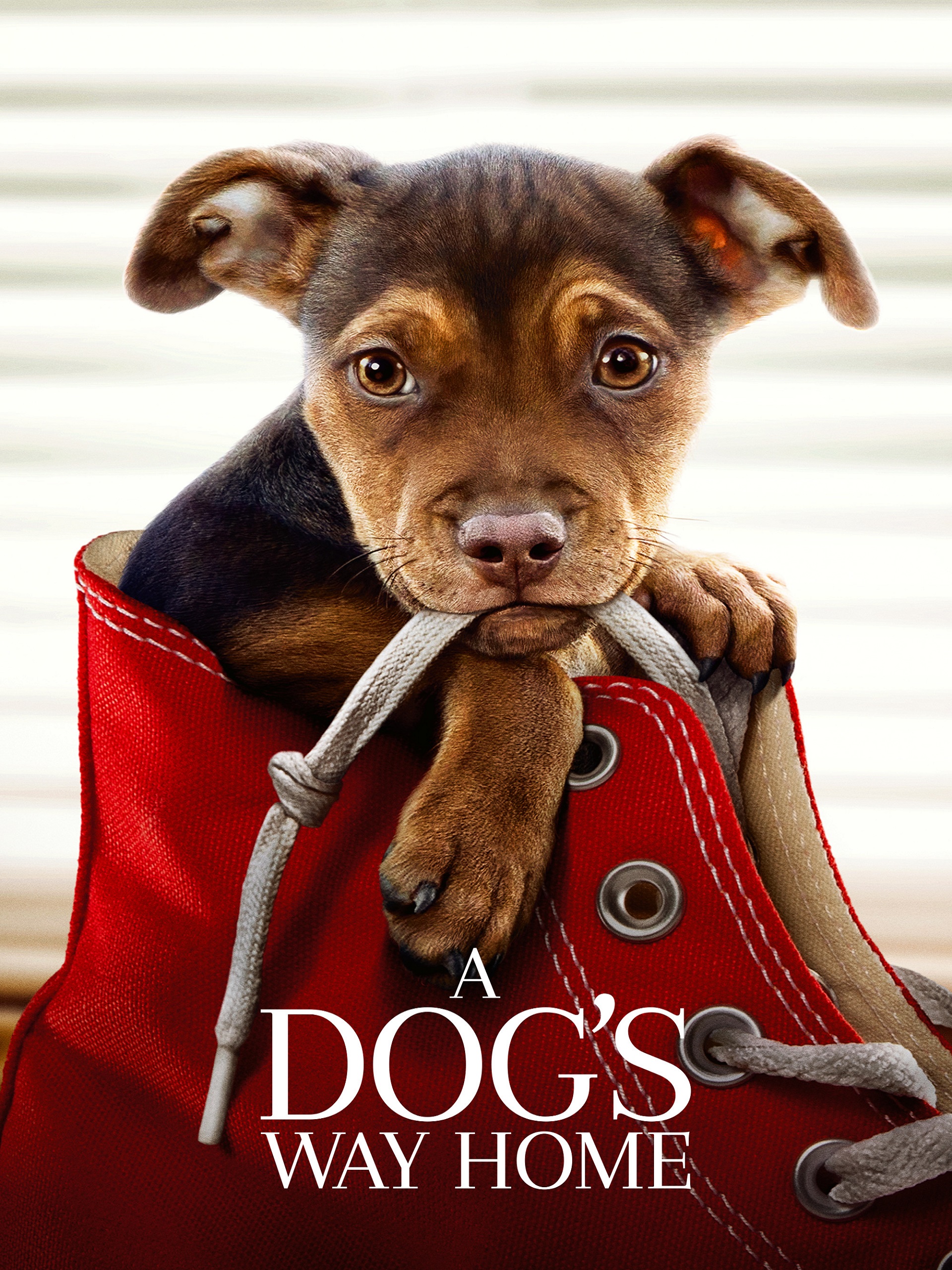 Prime Video: A Dog's Way Home