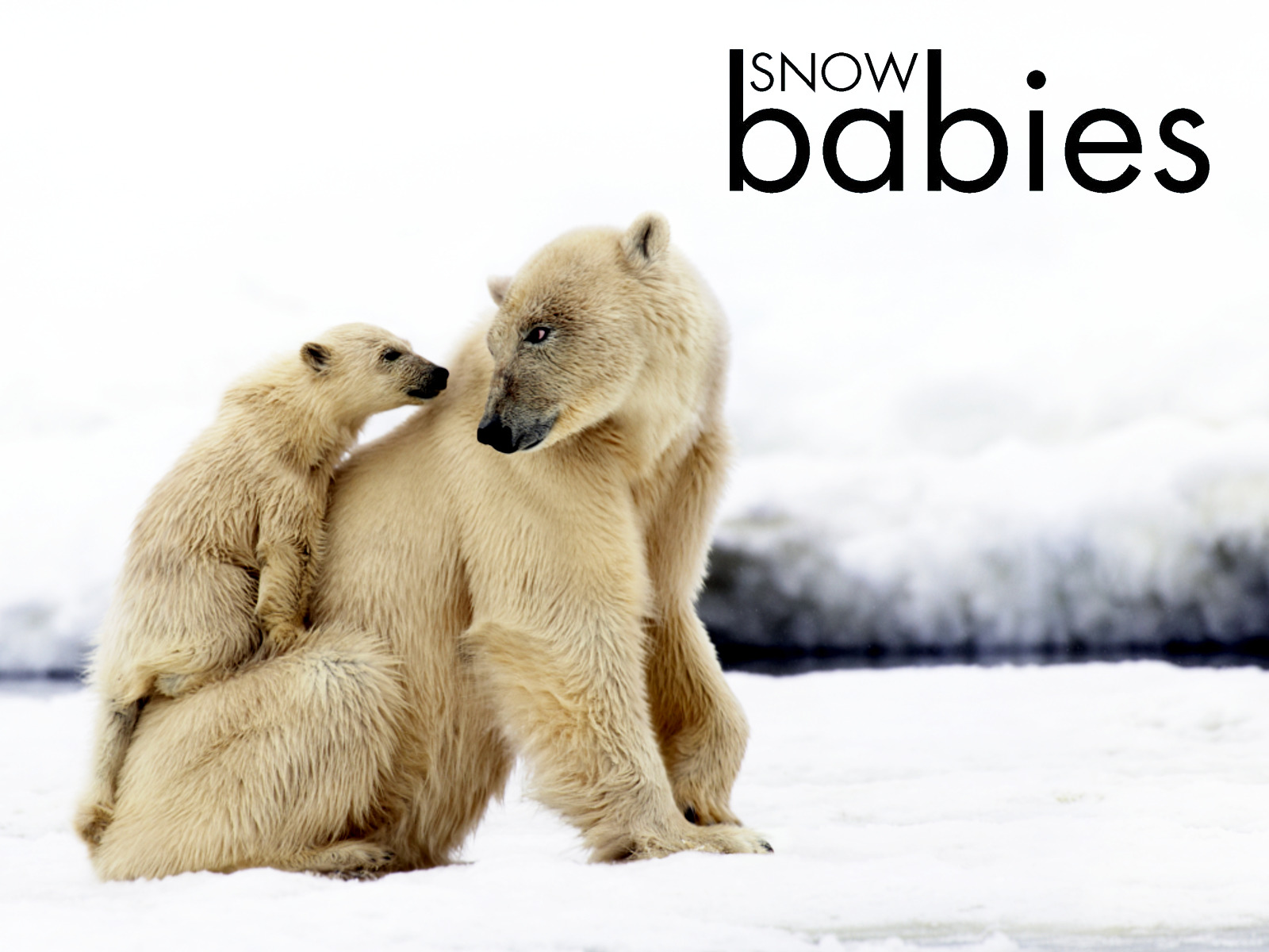 Prime Video: Snow Babies, Season 1
