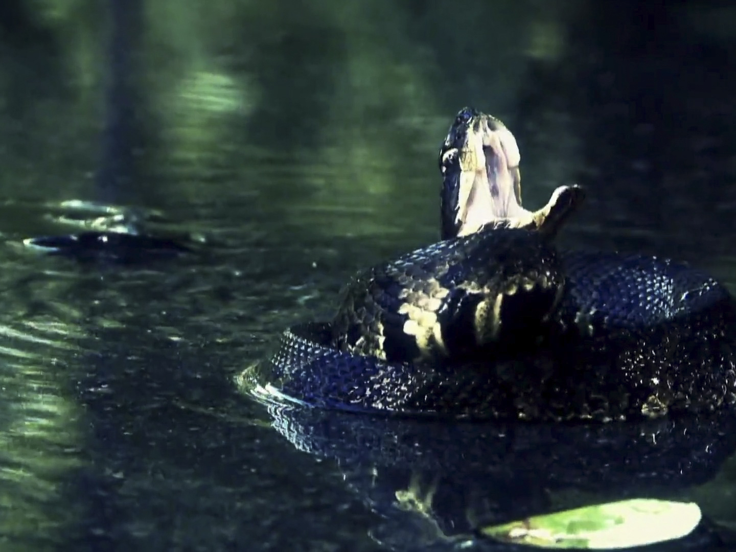 Prime Video: Swamp Wars - Season 2