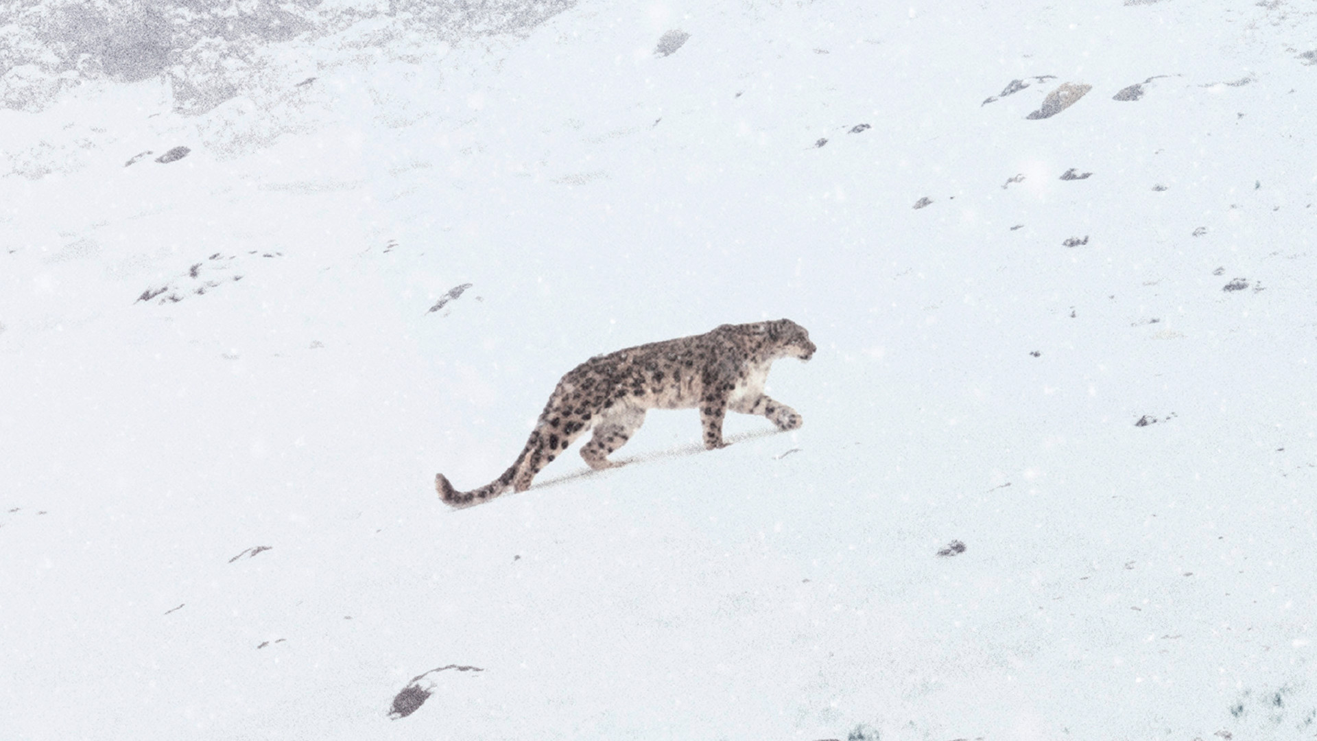 Prime Video: The Velvet Queen