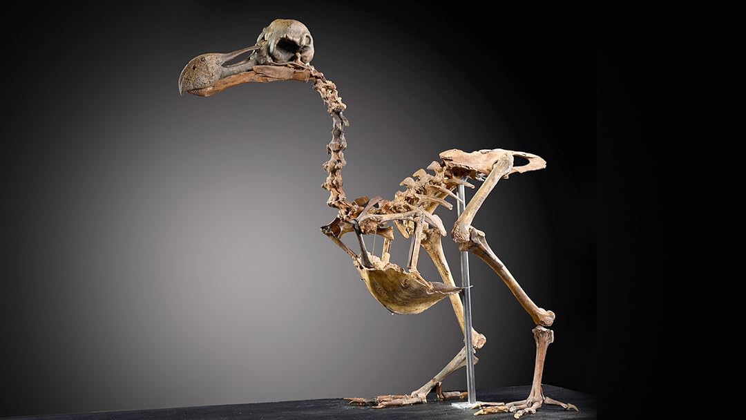 Prime Video: Extinct