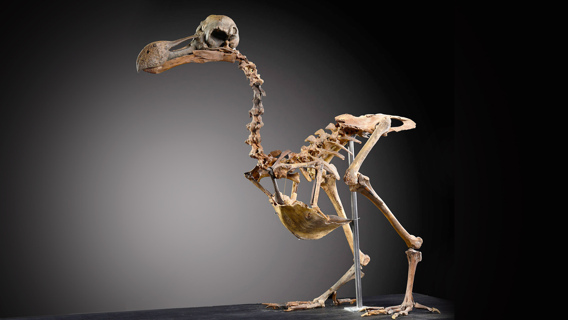 Prime Video: Extinct