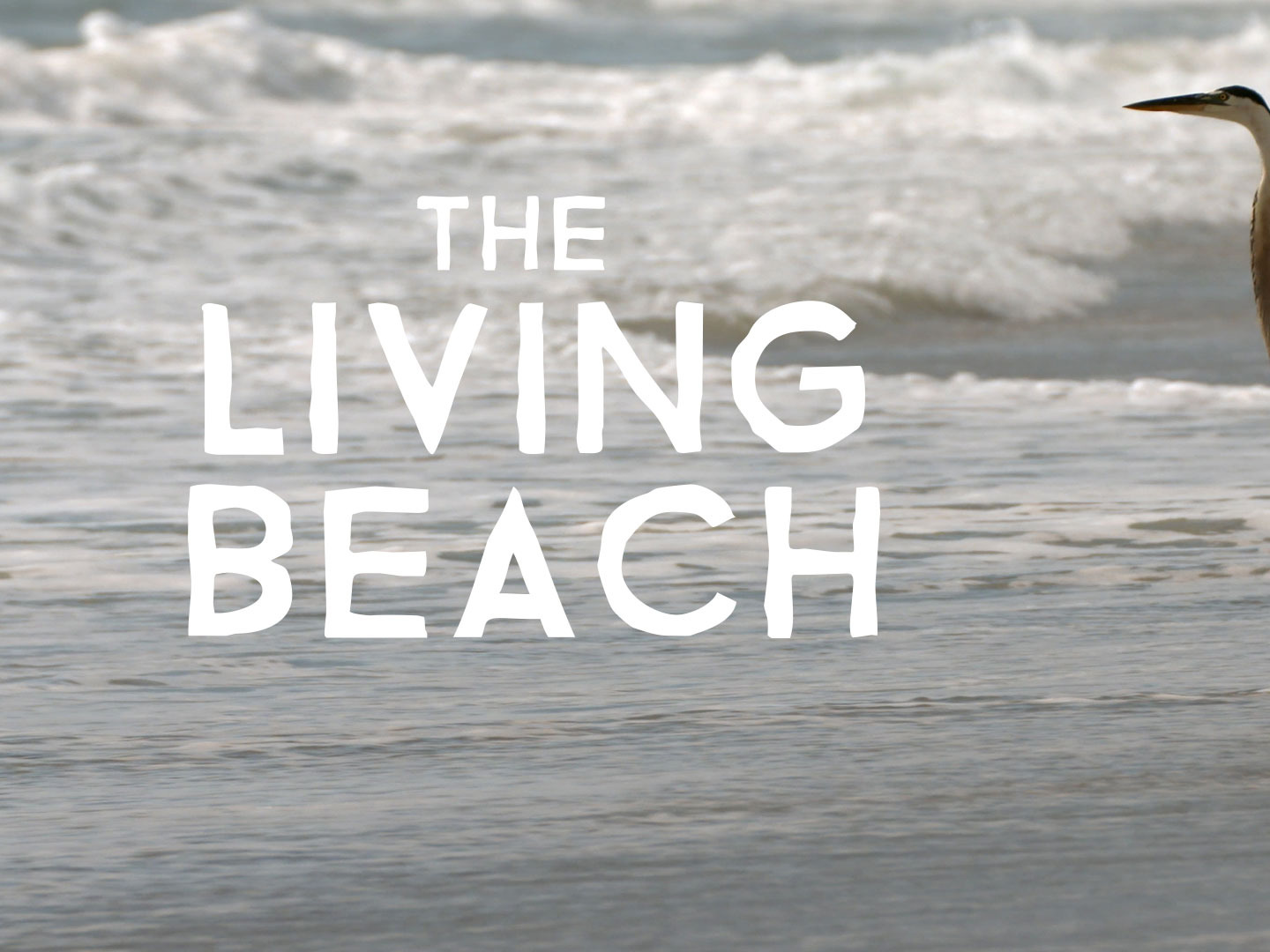 Prime Video: The Living Beach - Season 1
