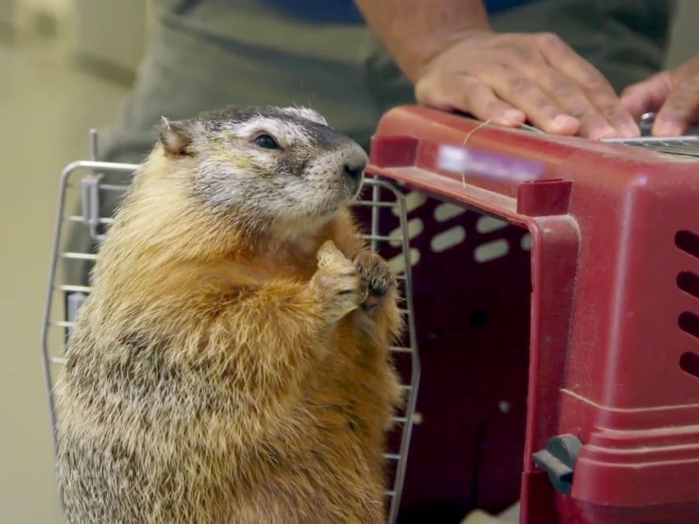 Prime Video: The Zoo - Season 3