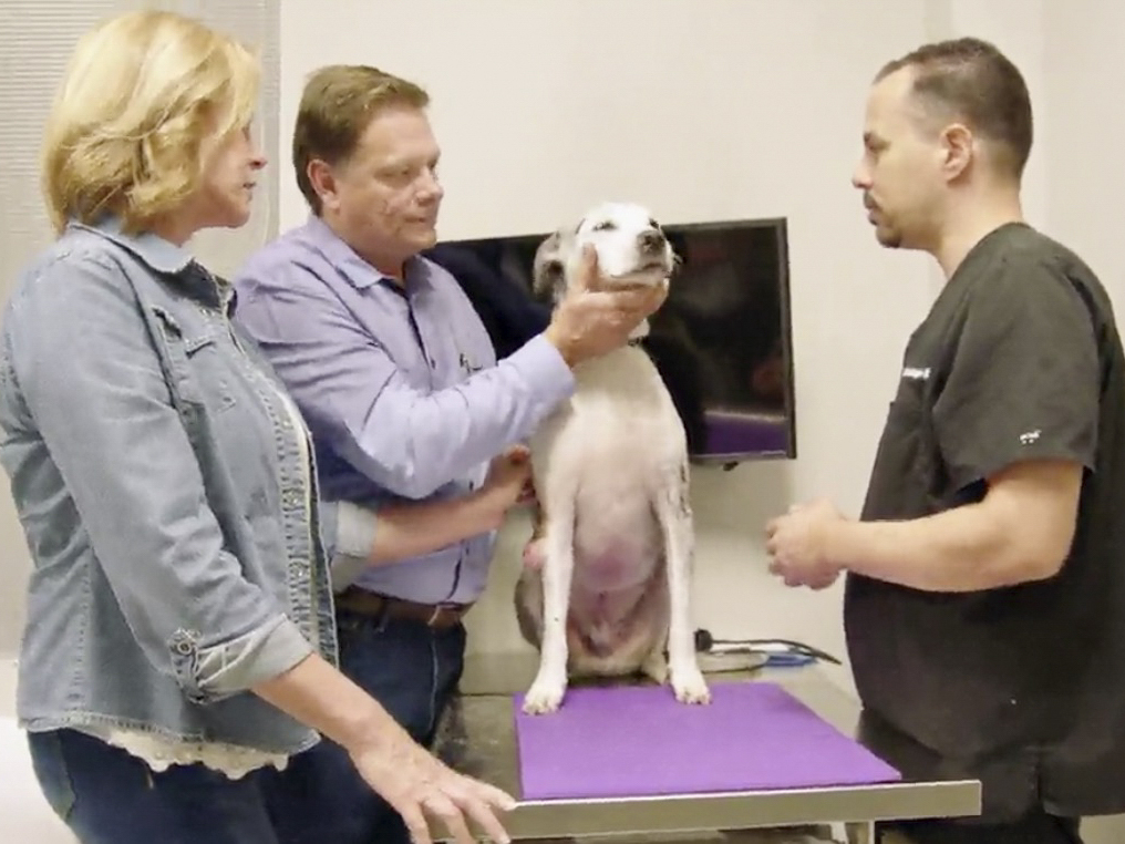 Prime Video: The Vet Life - Season 1