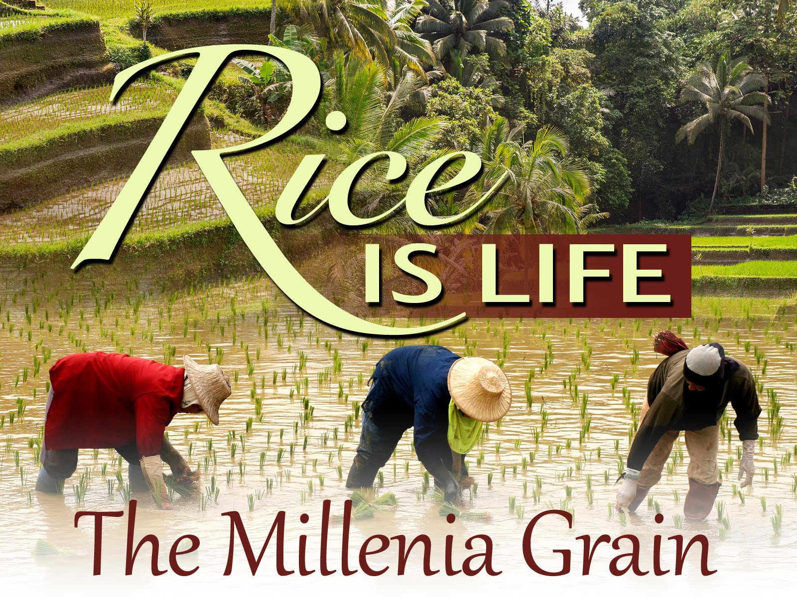 Prime Video: Rice is Life