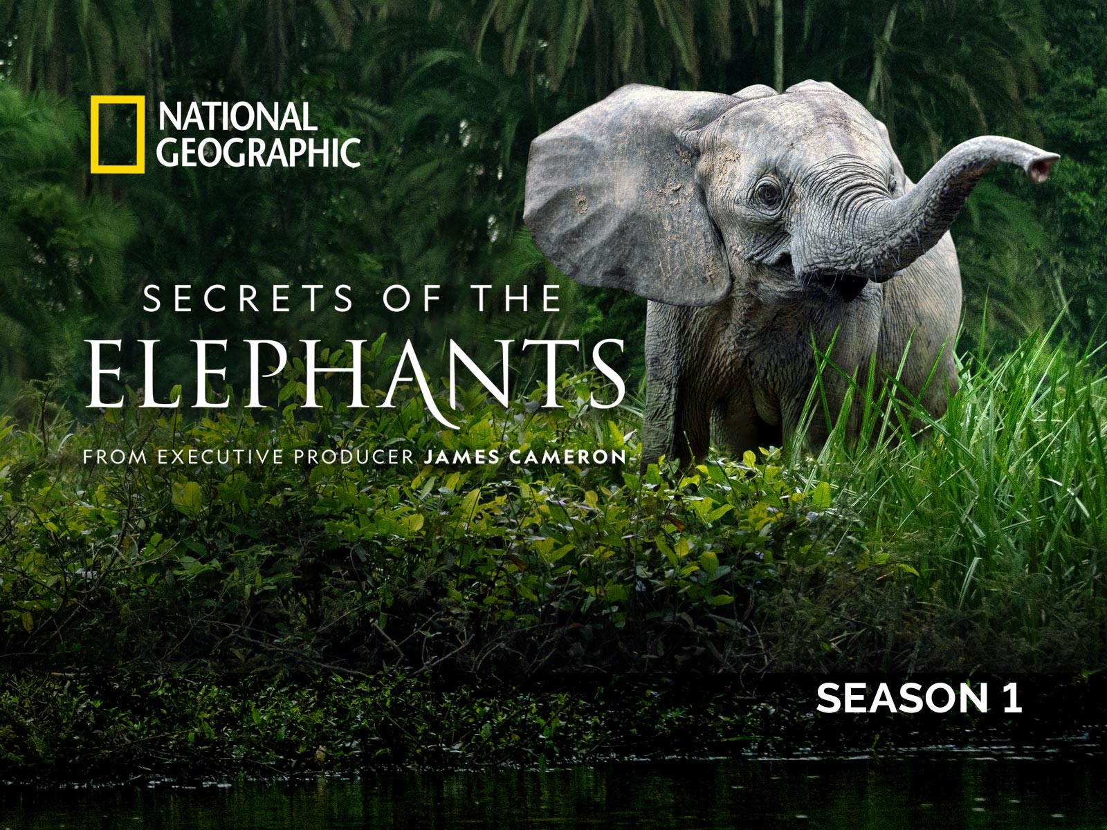 Prime Video: Secrets of the Elephants - Season 1