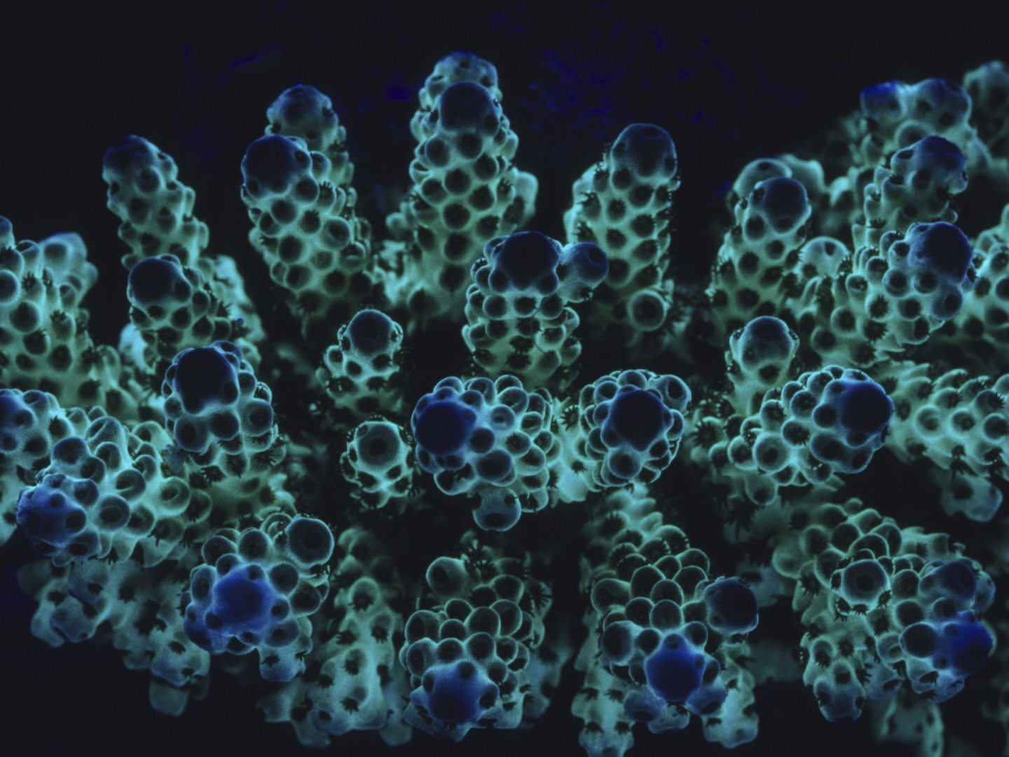 Prime Video: Blue Planet - Season 1