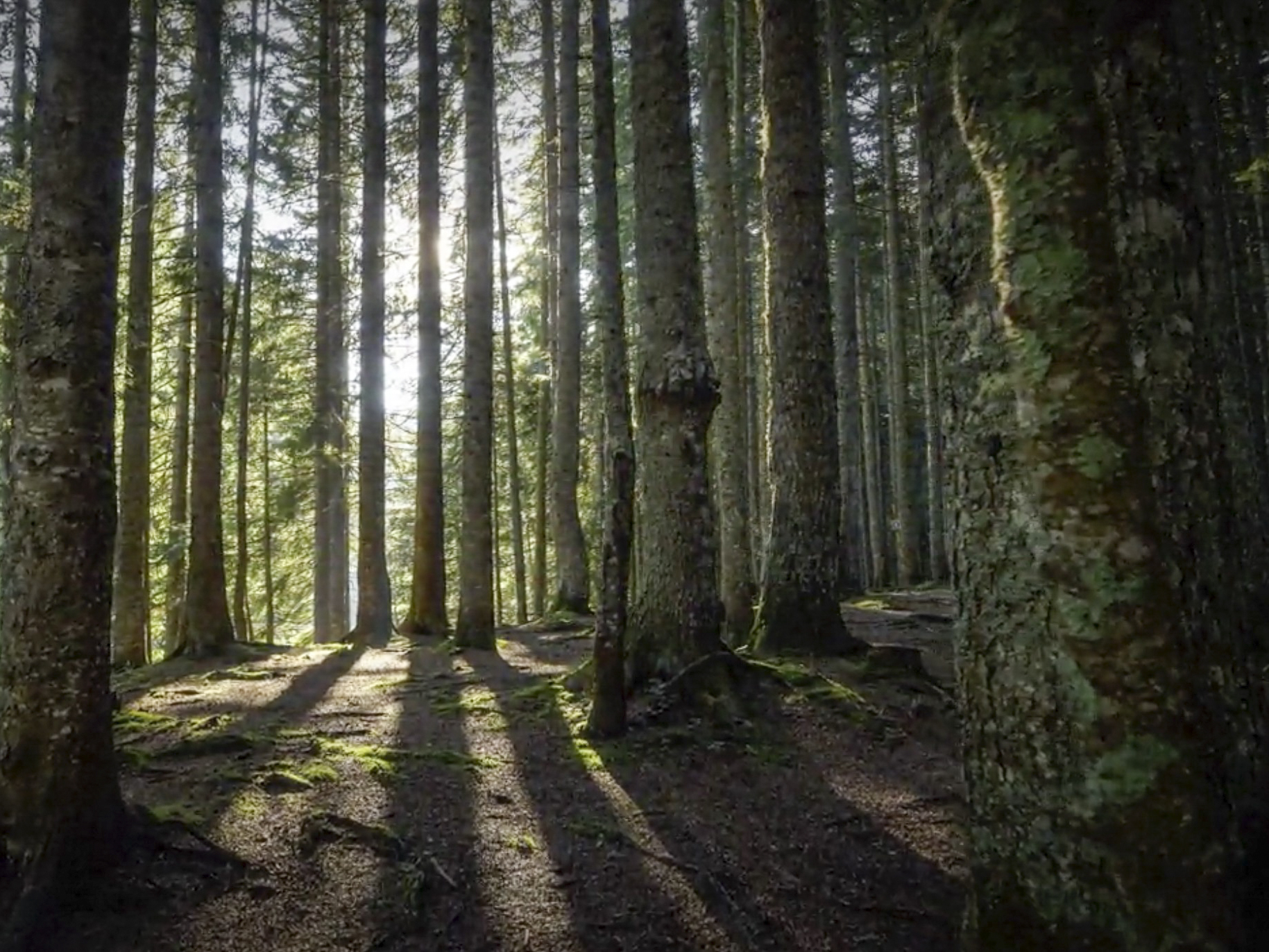 Prime Video: Paranormal Caught on Camera - Season 3