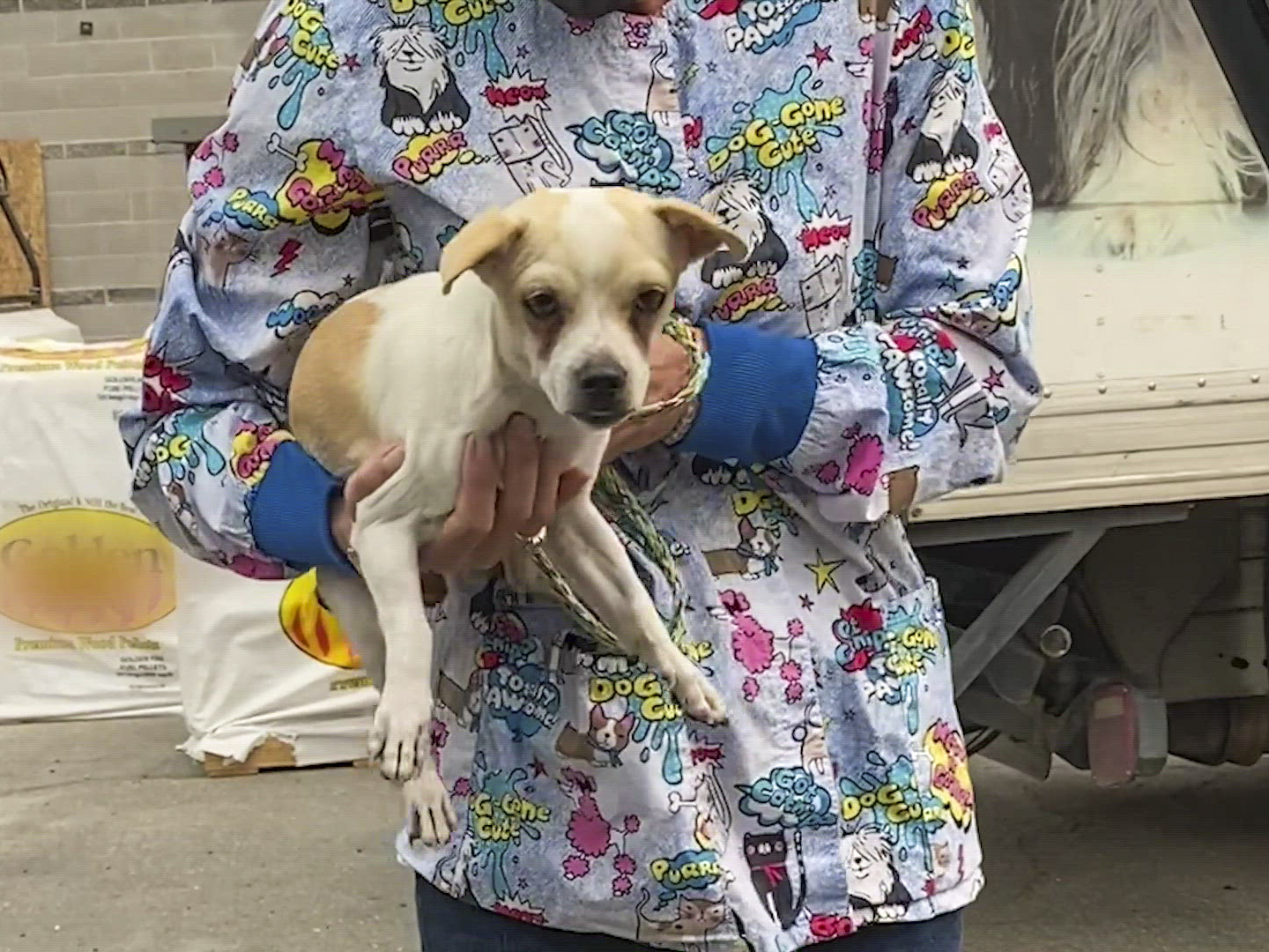 Prime Video: Ruff Life with Lee Asher - Season 1