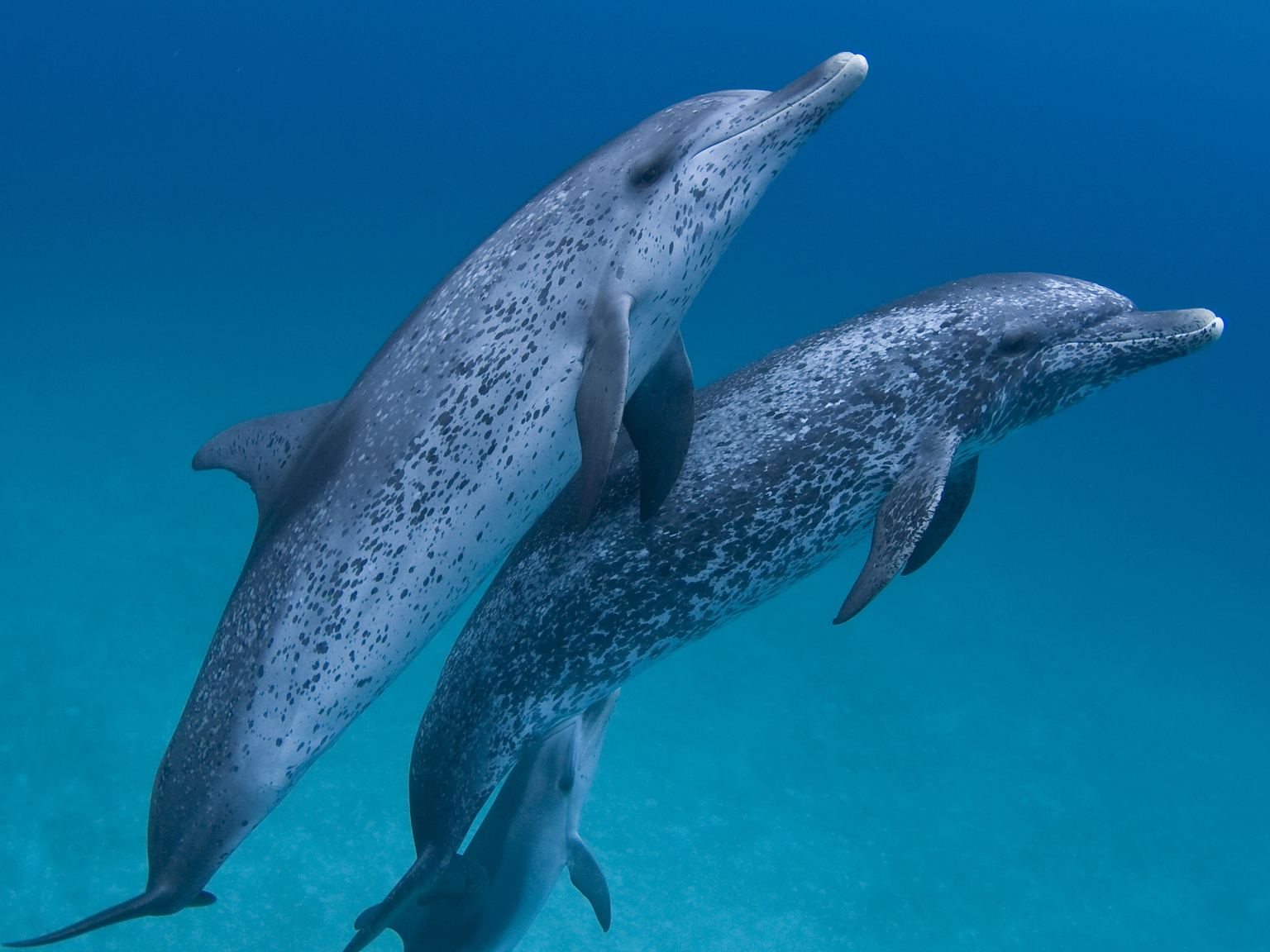 Prime Video: Chasing Ocean Giants - Season 1