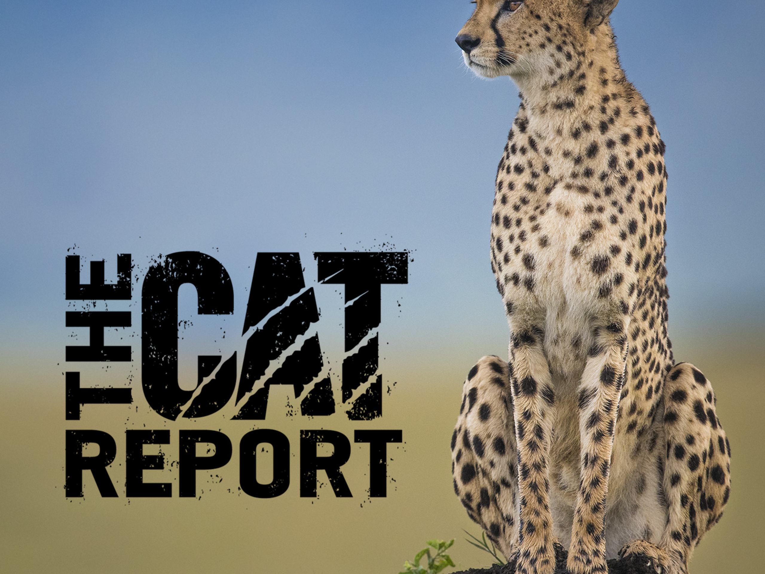 Prime Video: The Cat Report