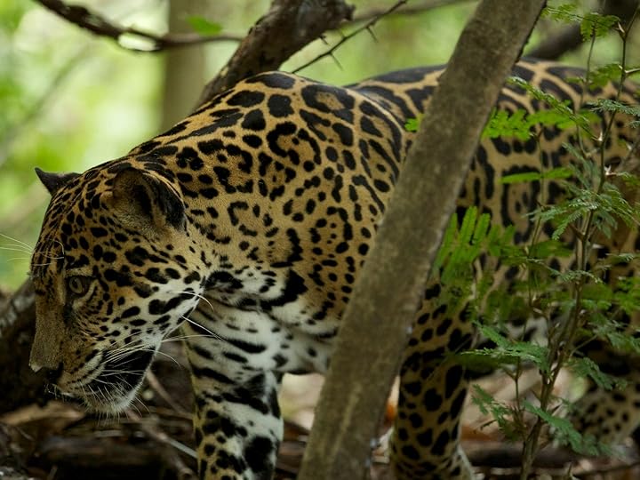 Prime Video: Wild Costa Rica - Season 1