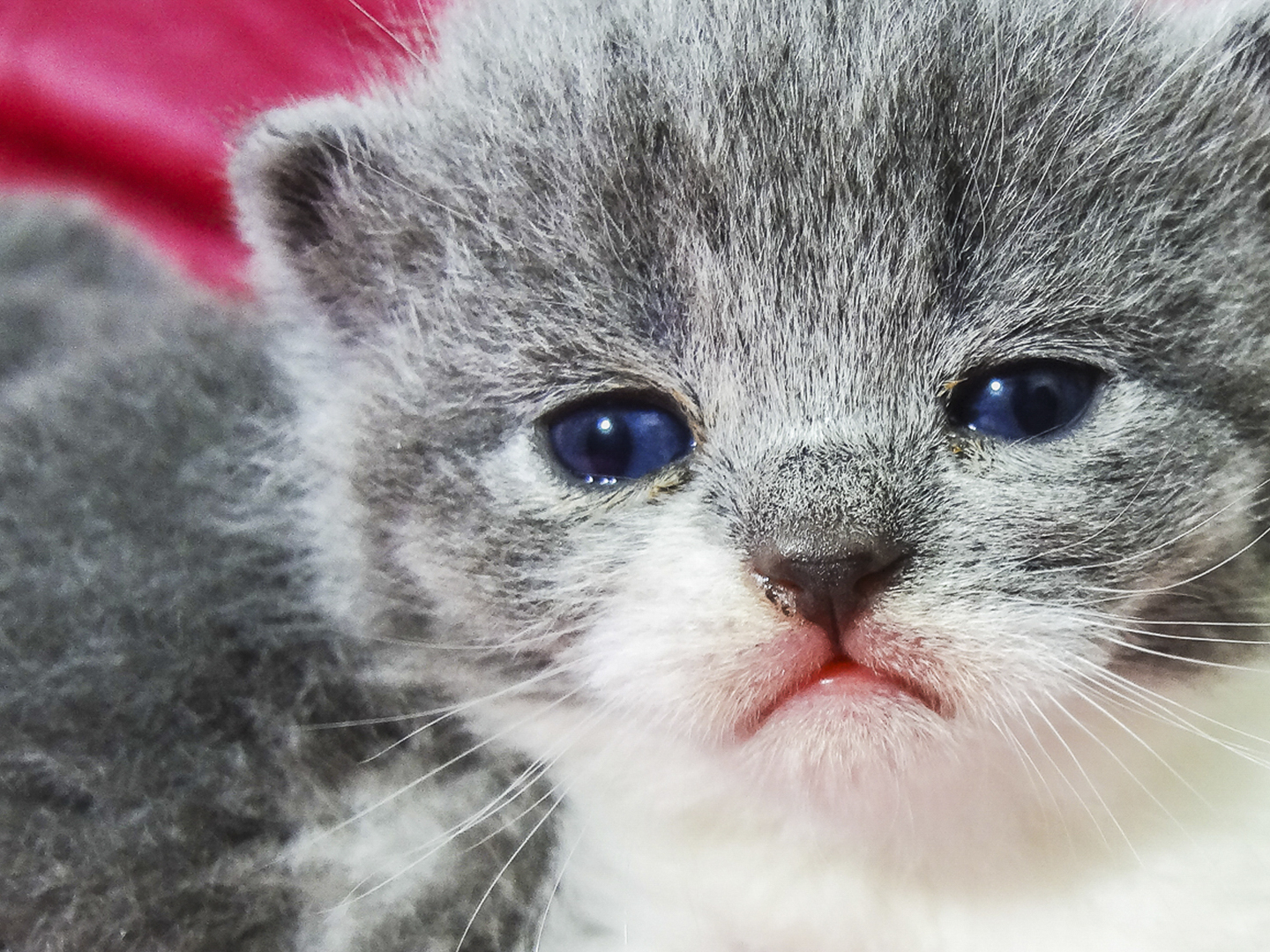 Prime Video: Too Cute! - Season 5