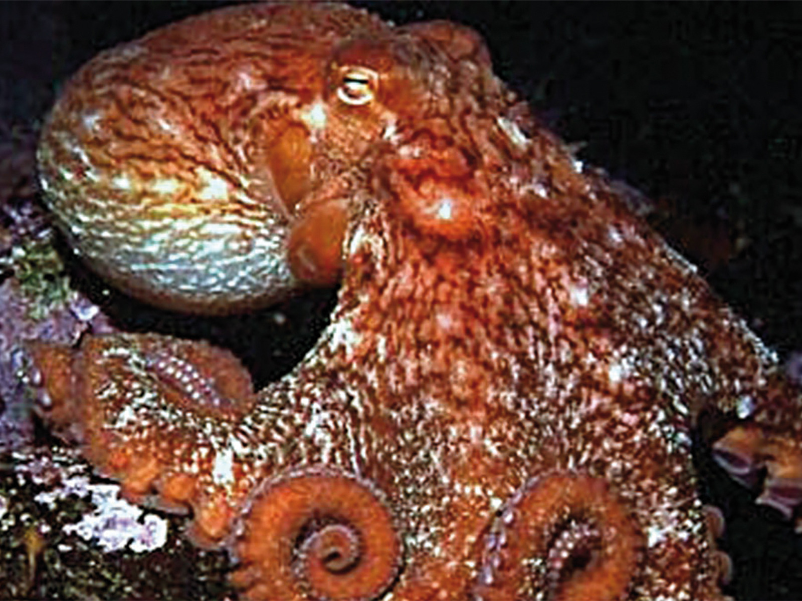 Prime Video: Ocean Odyssey: The Blue Realm