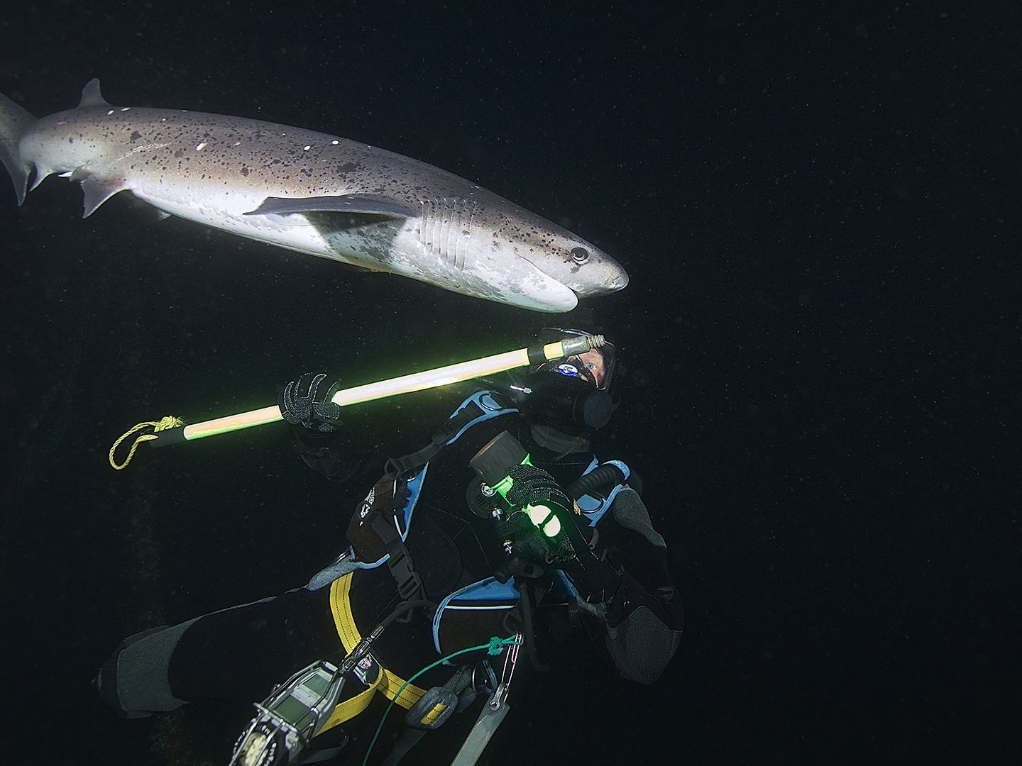 Prime Video: Shark Week - Season 2015