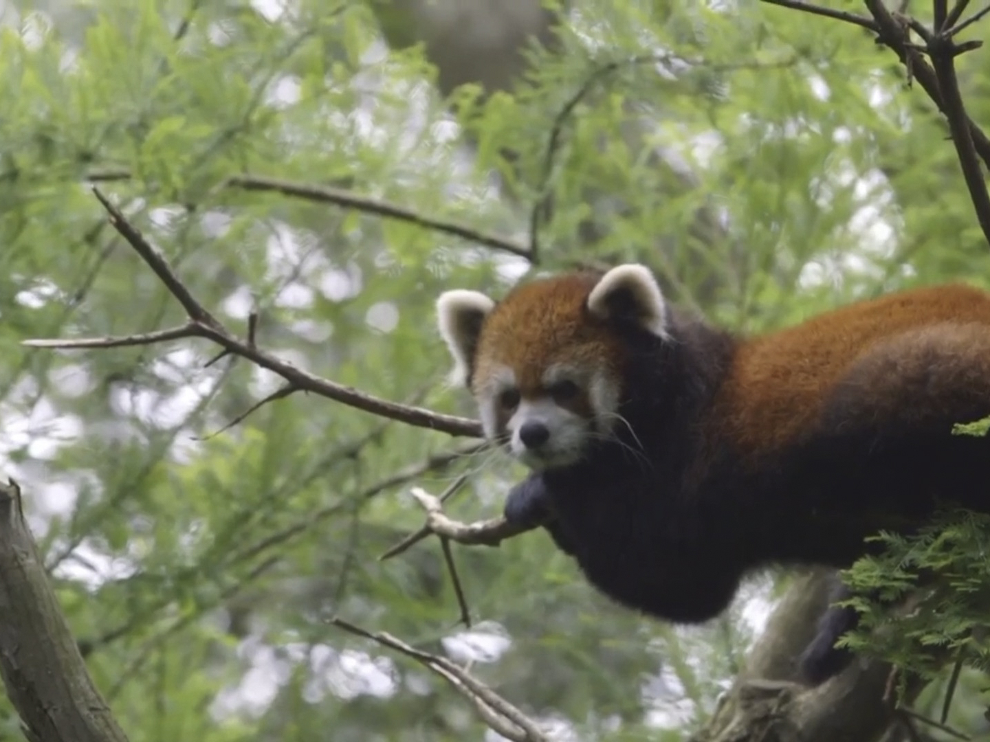 Prime Video: The Zoo - Season 4