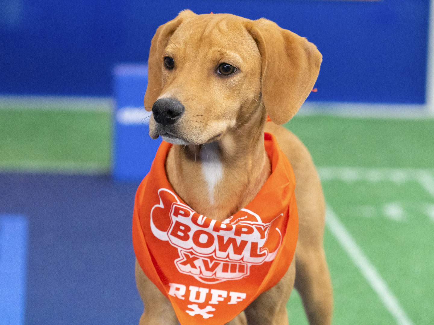 Prime Video: Puppy Bowl - Season 18