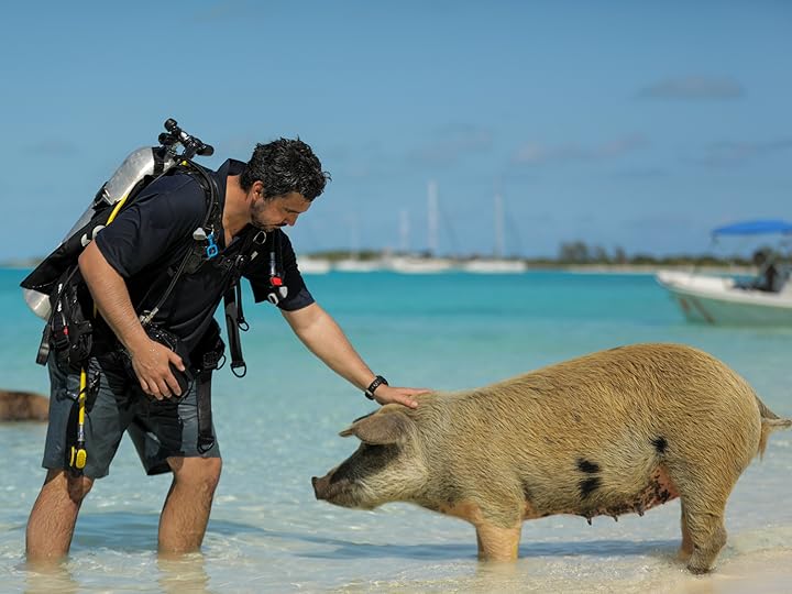 Watch Pig vs. Shark - Season 1 | Prime Video