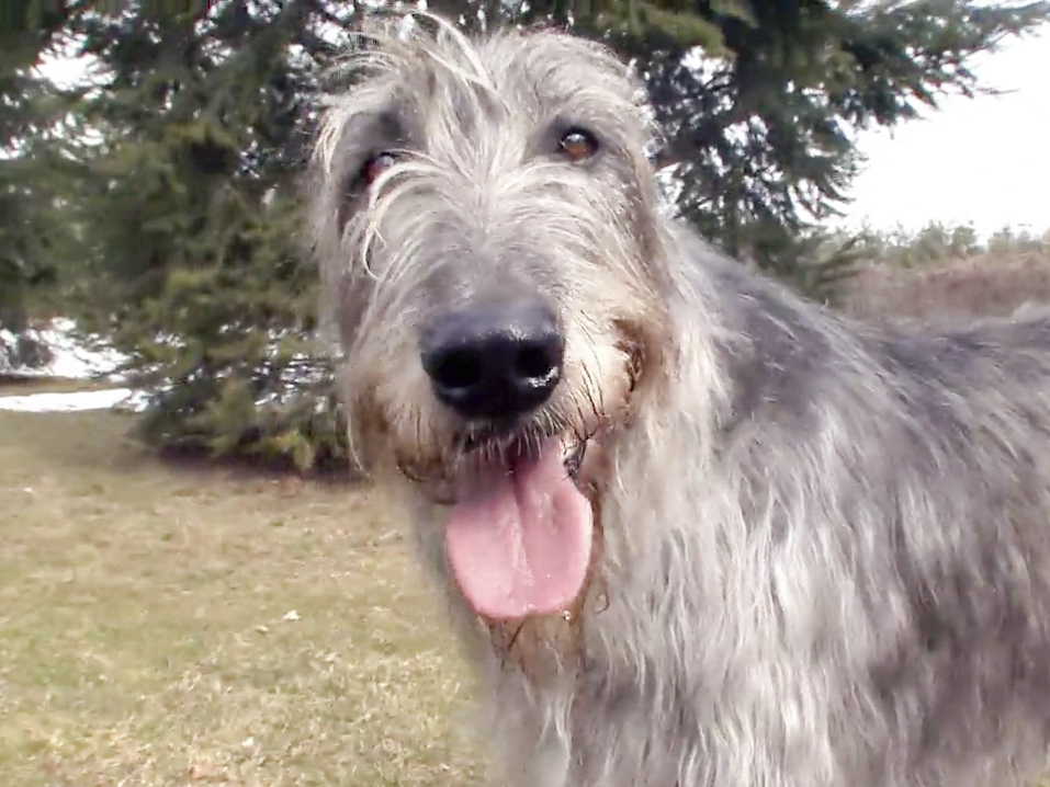 Prime Video: Dogs 101 - Season 3