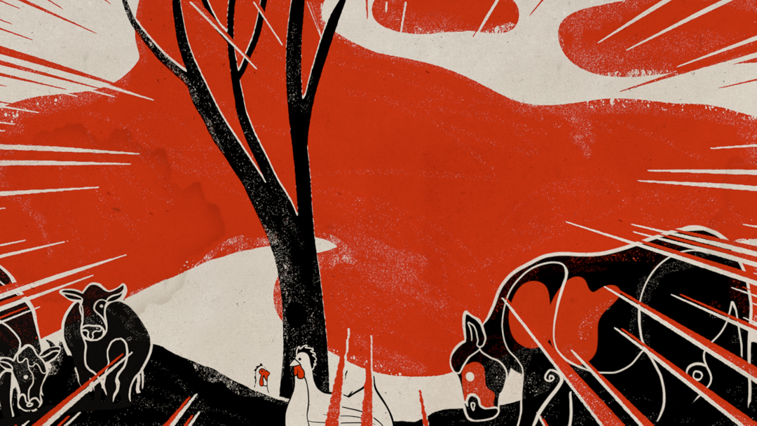 Prime Video: Apocalypse Cow: How Meat Killed the Planet