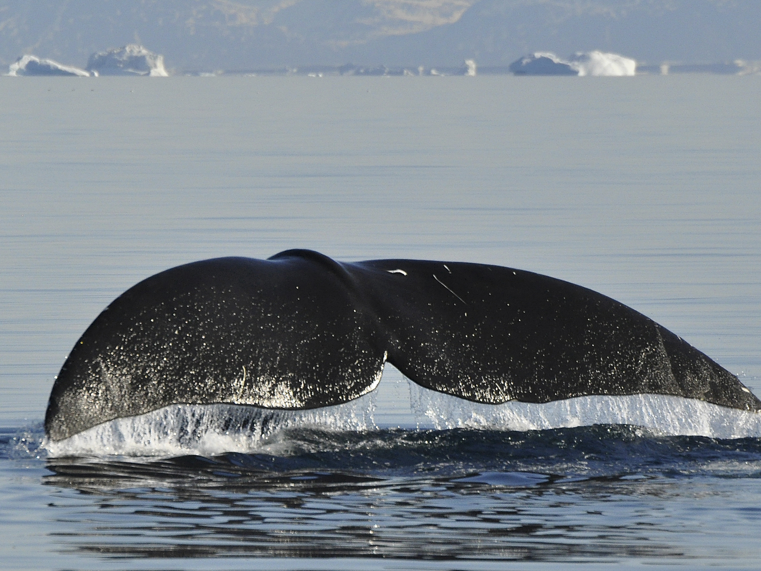 Prime Video: Chasing Ocean Giants - Season 1