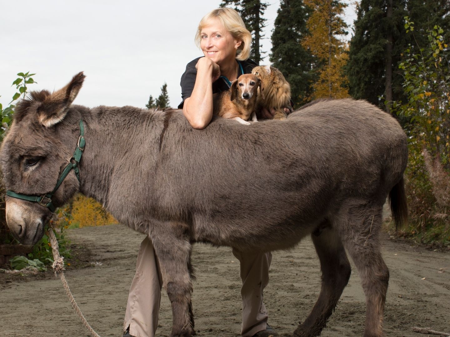 Prime Video: Dr. Dee: Alaska Vet - Season 1