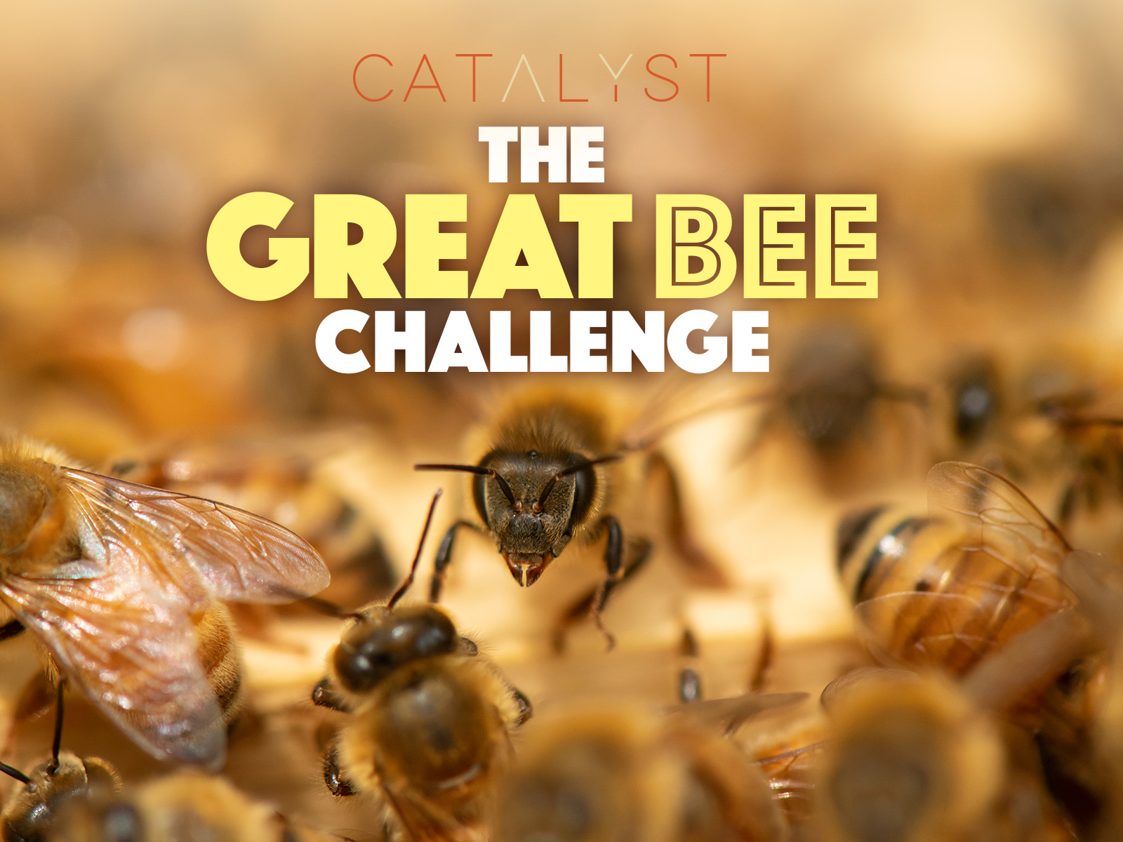 Prime Video: Catalyst The Great Bee Challenge
