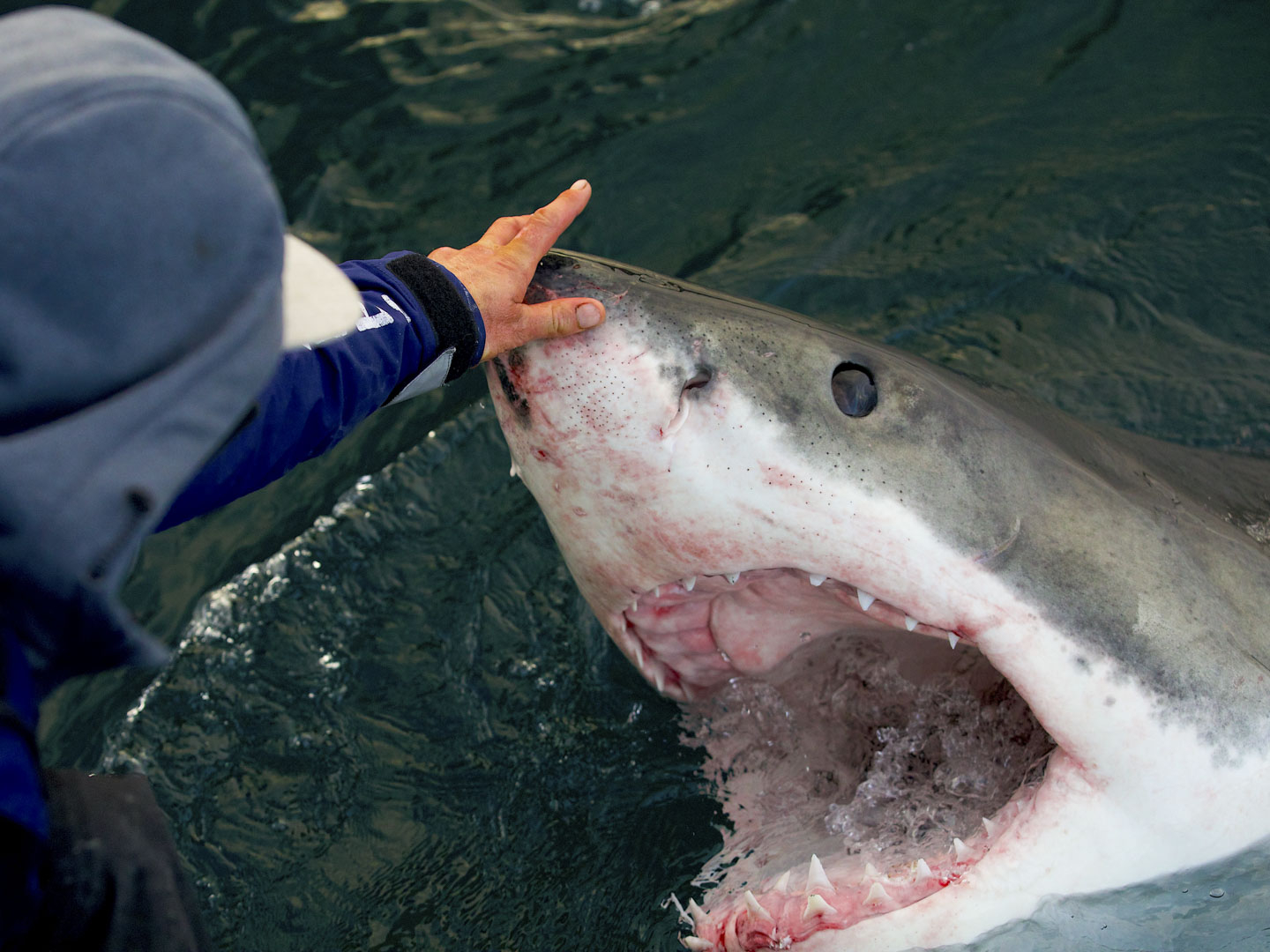 Prime Video: Great White Open Ocean - Season 1