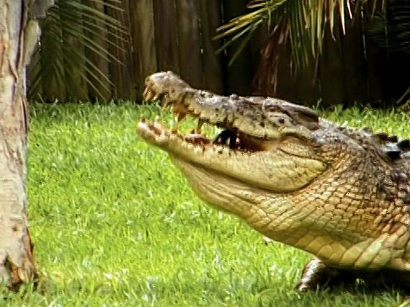 Prime Video: Crocodile Hunter Diaries - Season 1